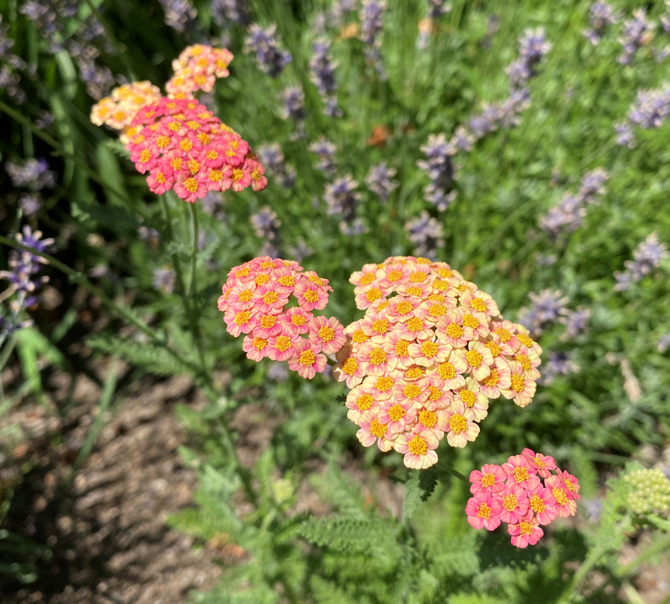Bellevue Botanical Garden