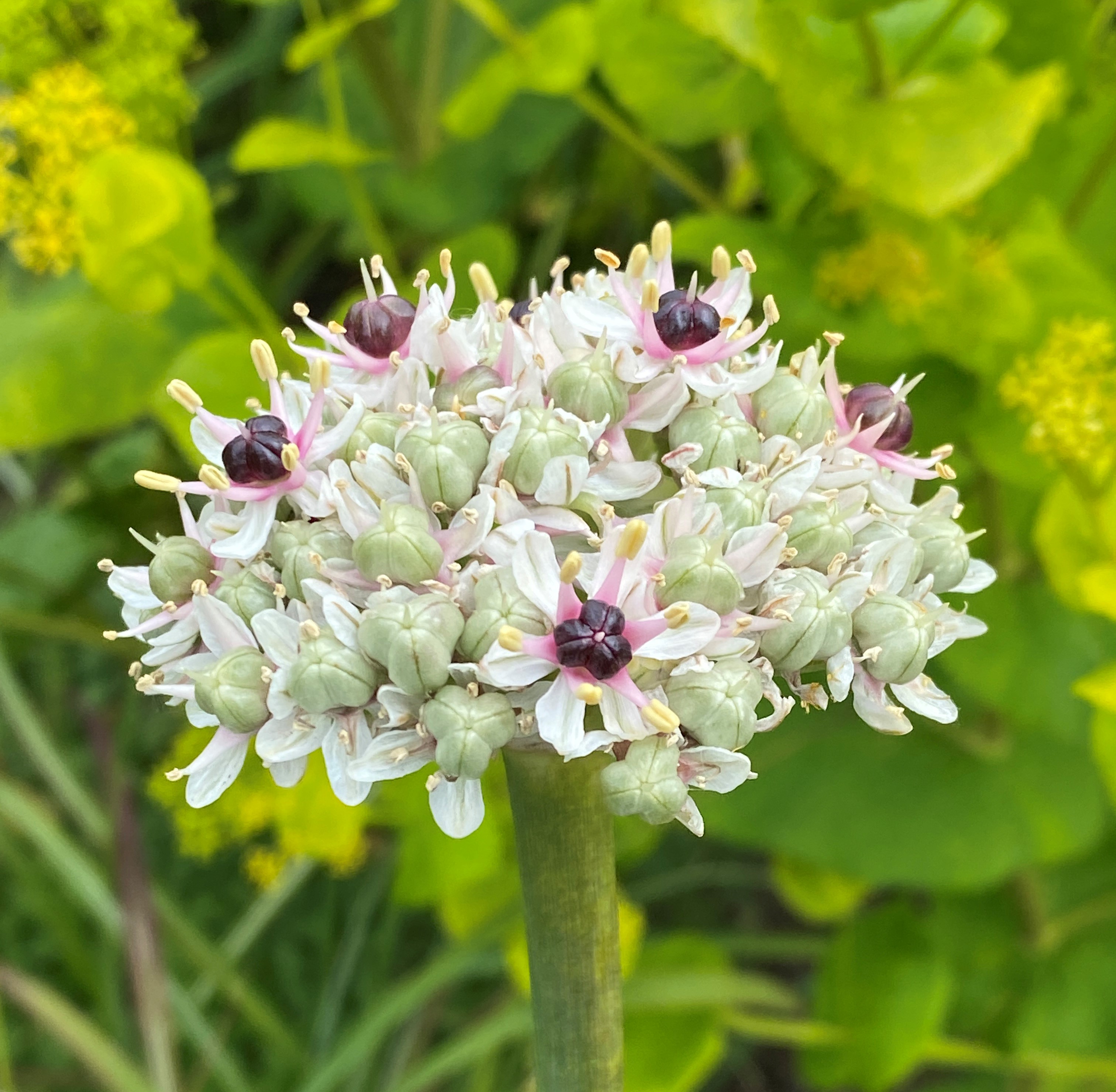 Bellevue Botanical Garden