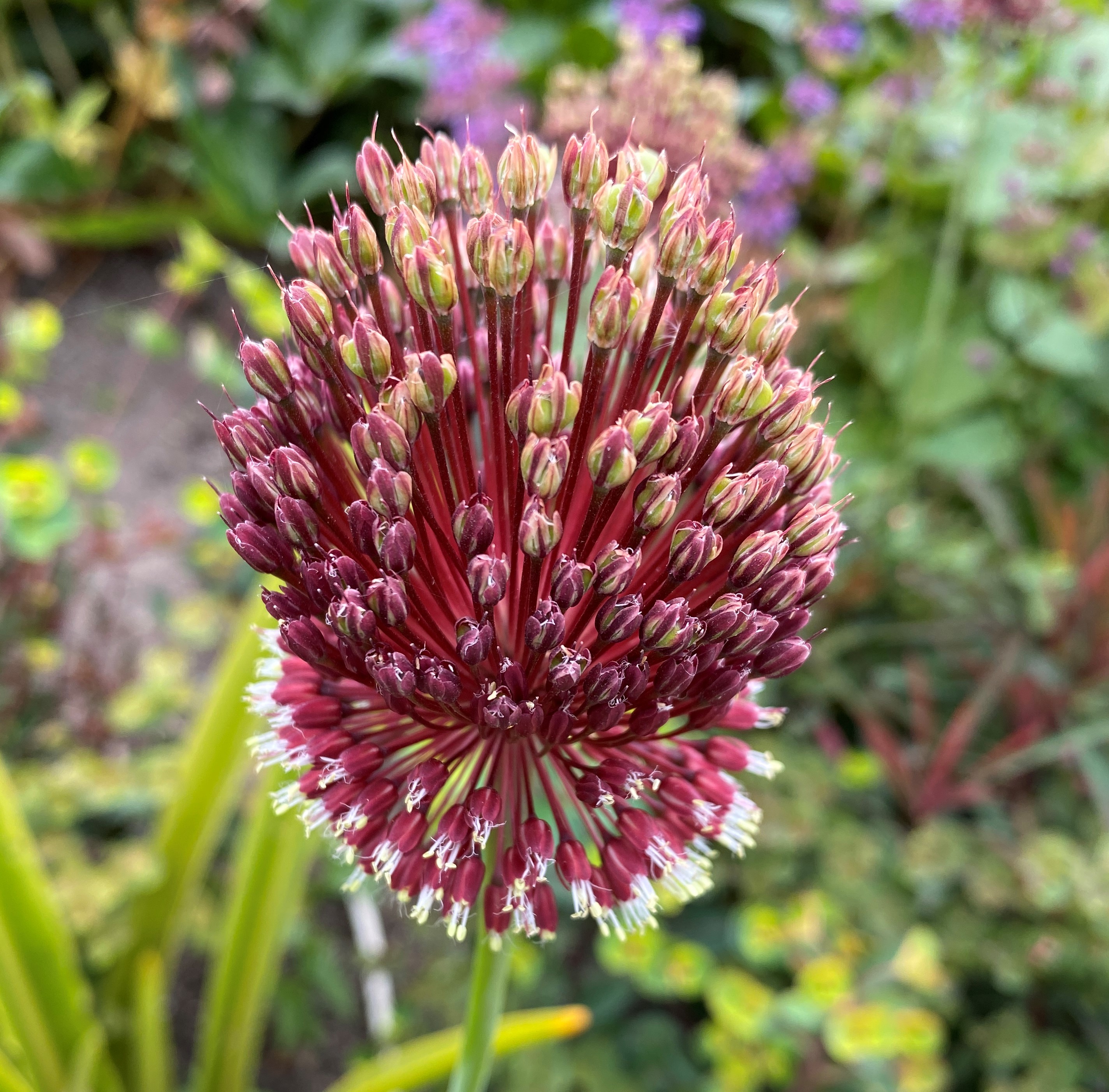 Bellevue Botanical Garden