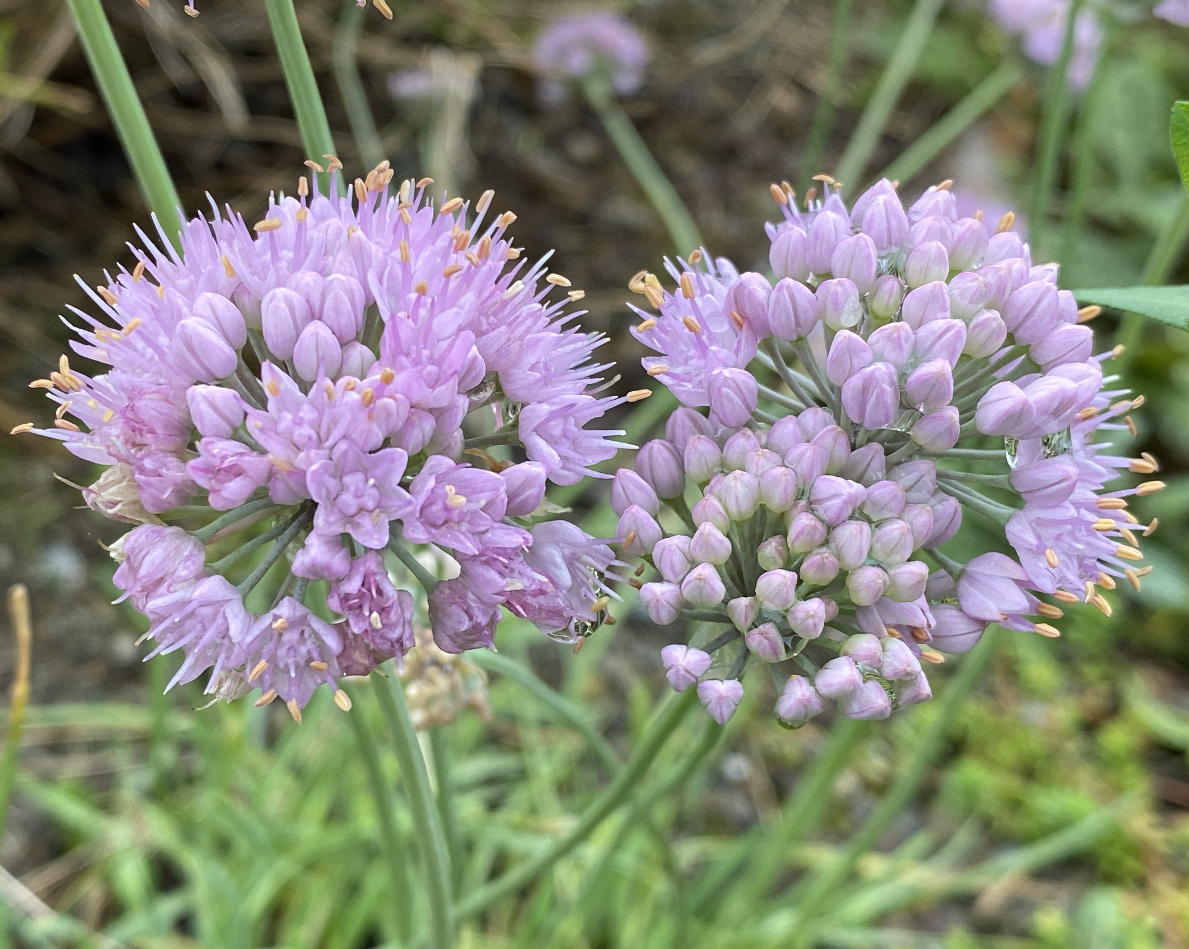 Bellevue Botanical Garden