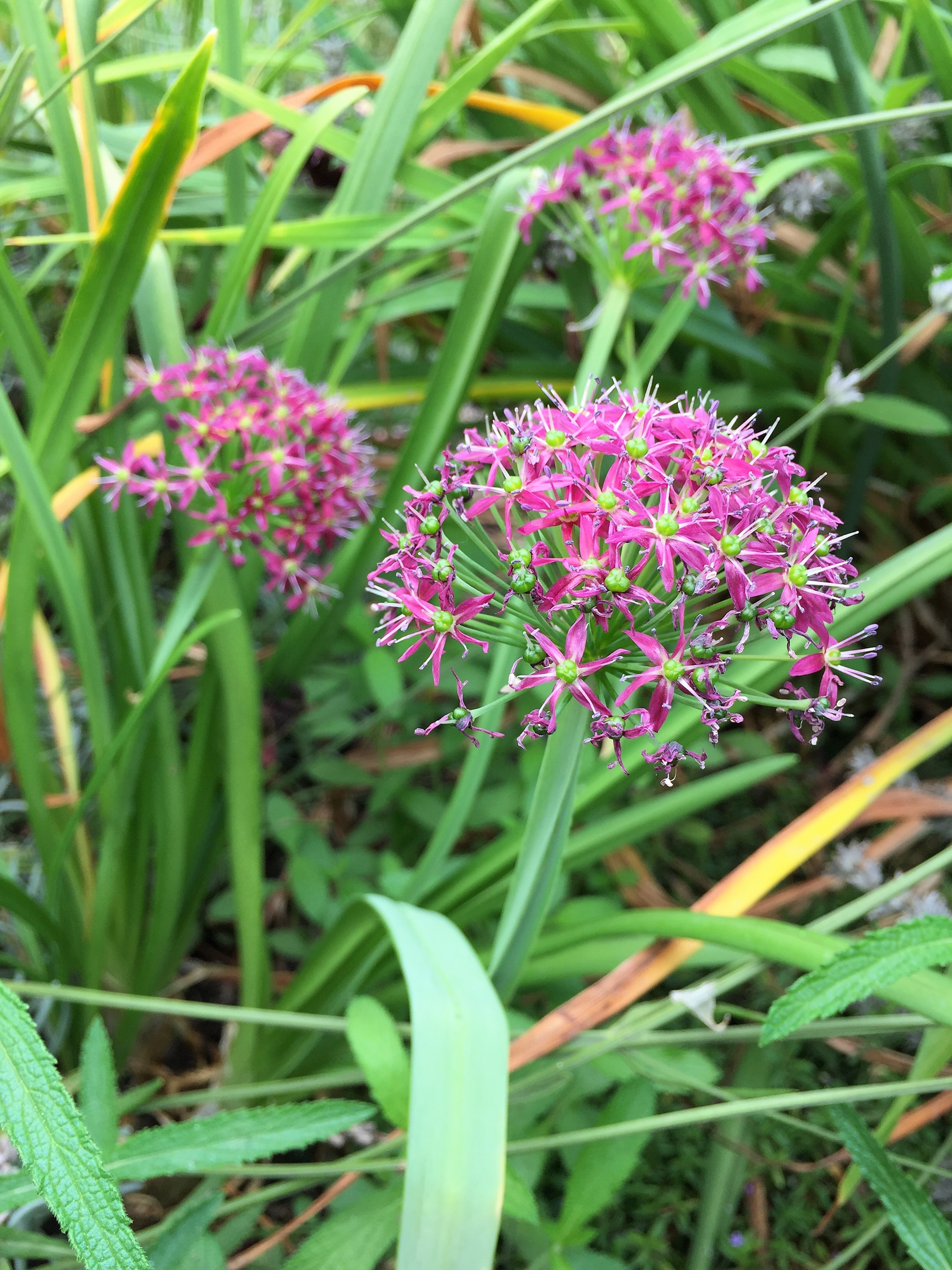 Bellevue Botanical Garden