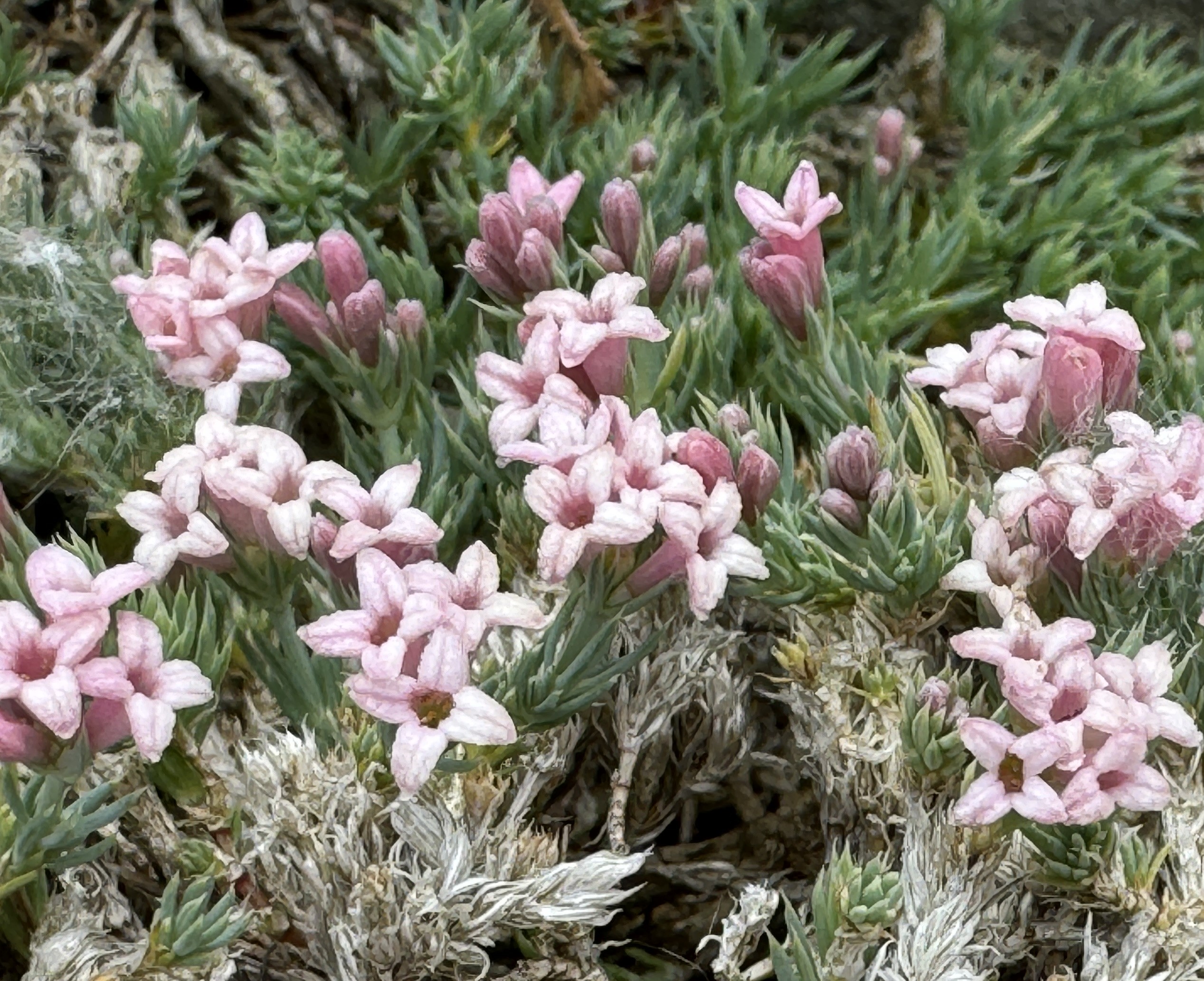 Bellevue Botanical Garden