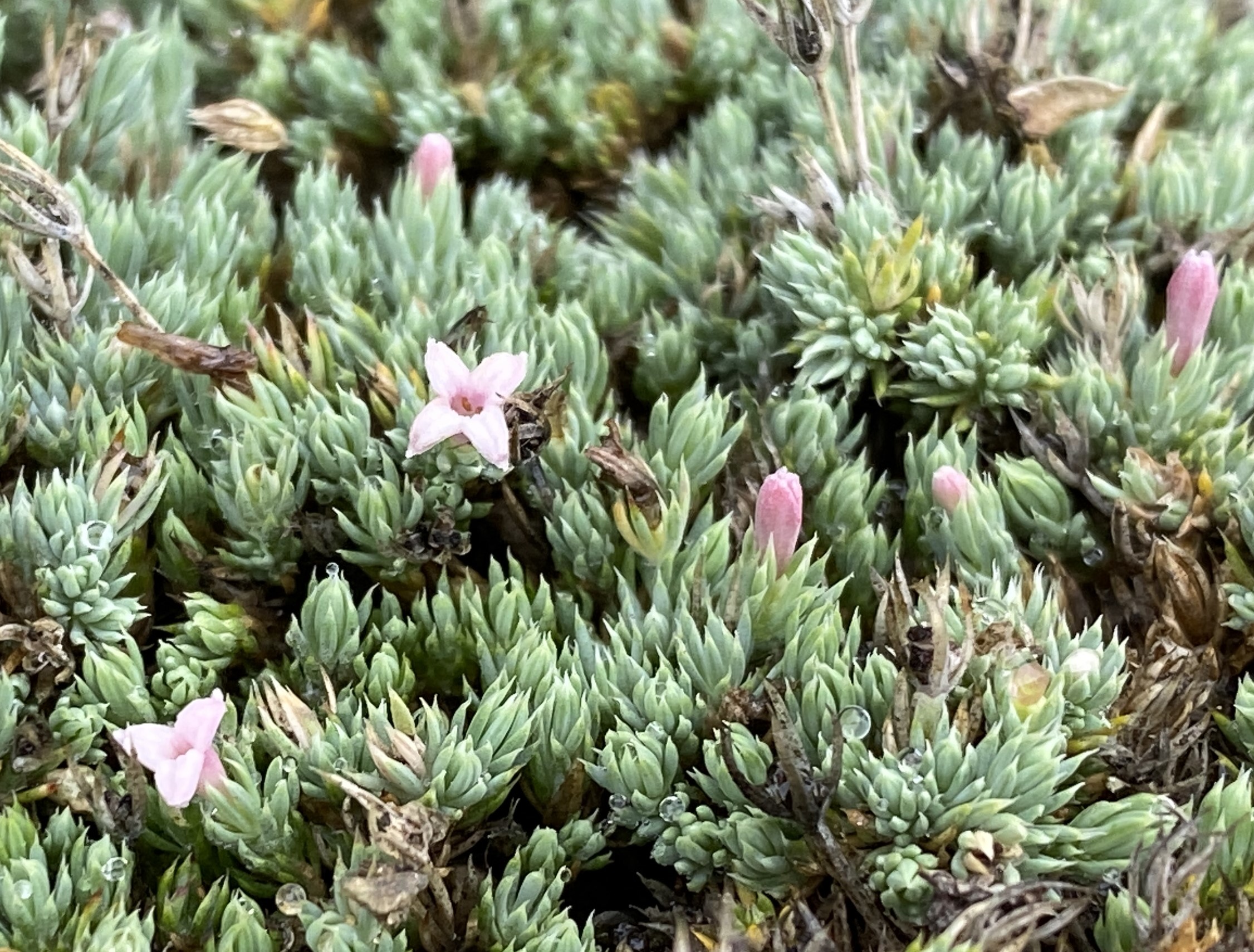 Bellevue Botanical Garden