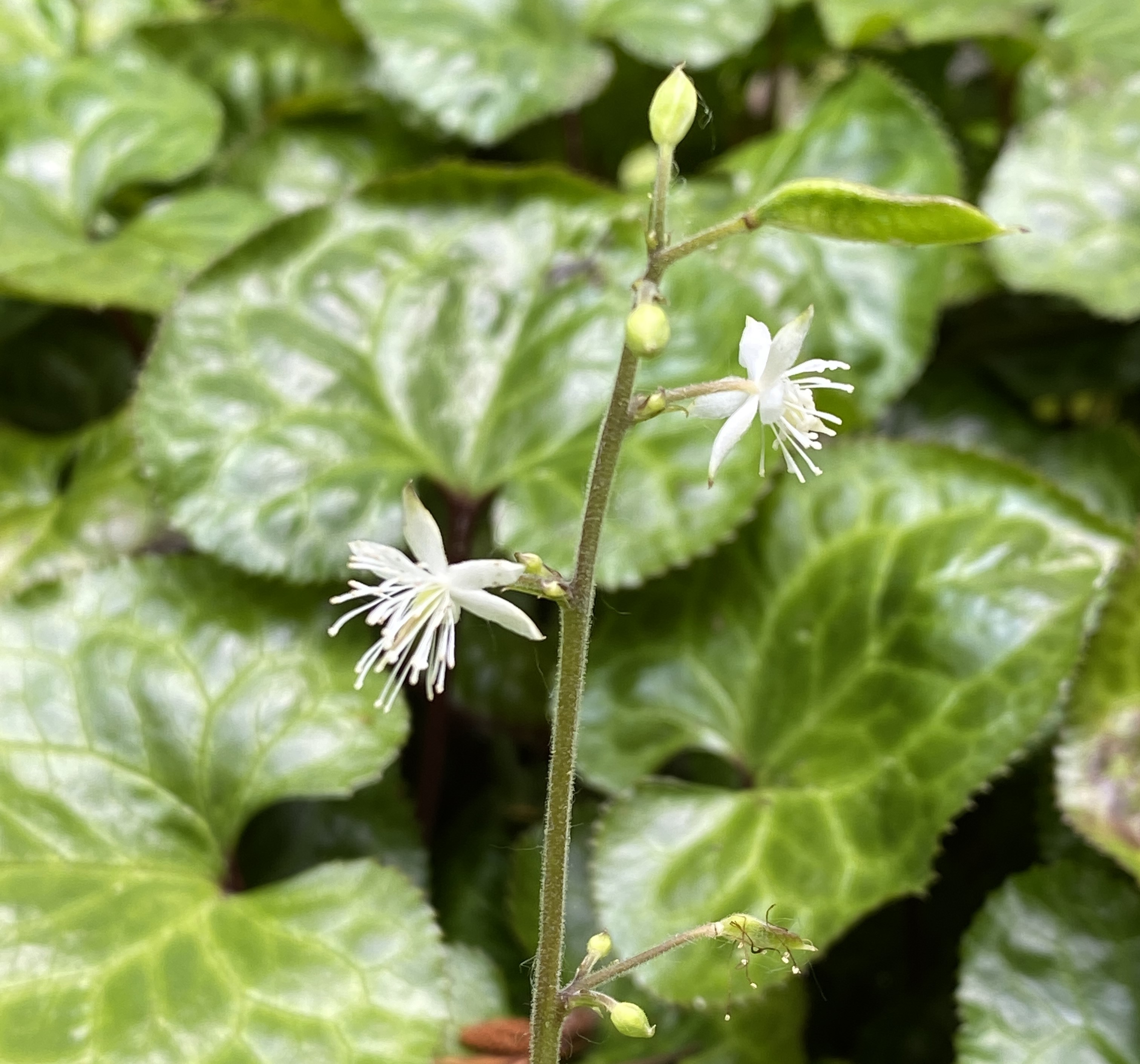 Bellevue Botanical Garden