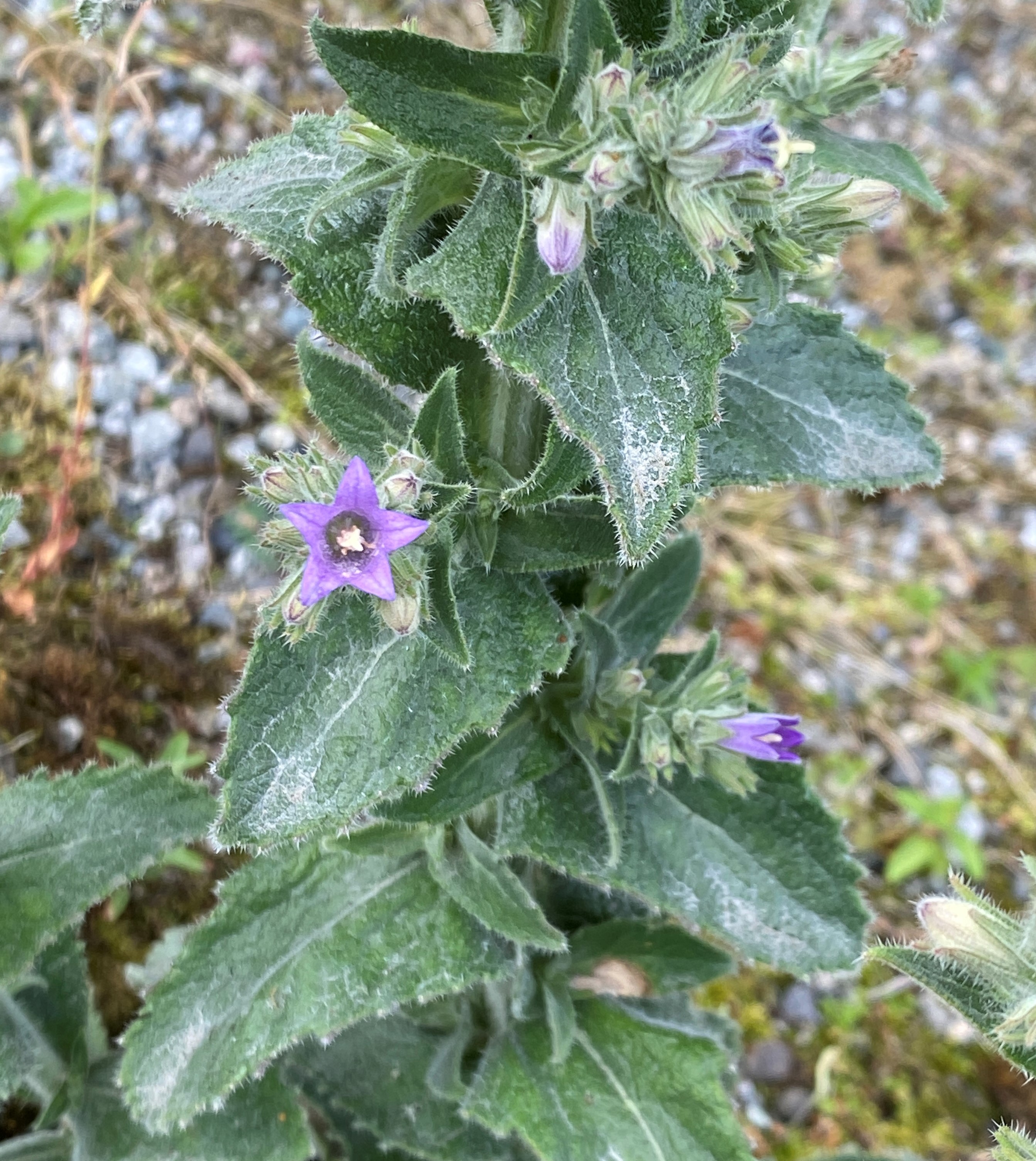 Bellevue Botanical Garden