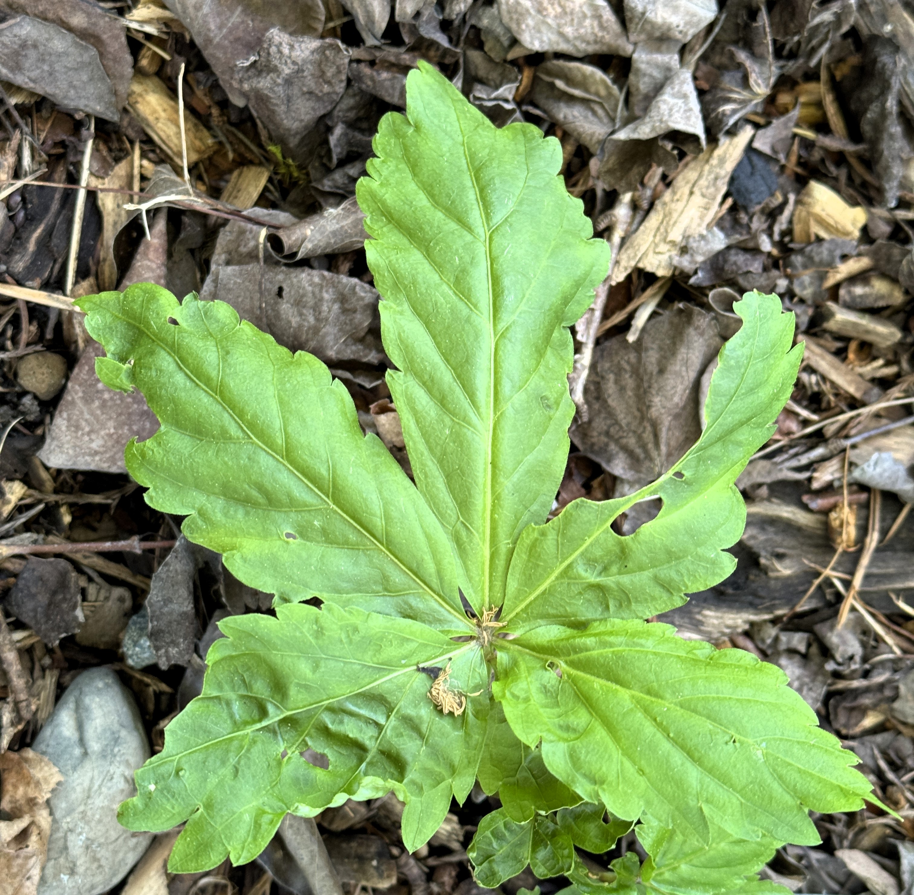 Bellevue Botanical Garden