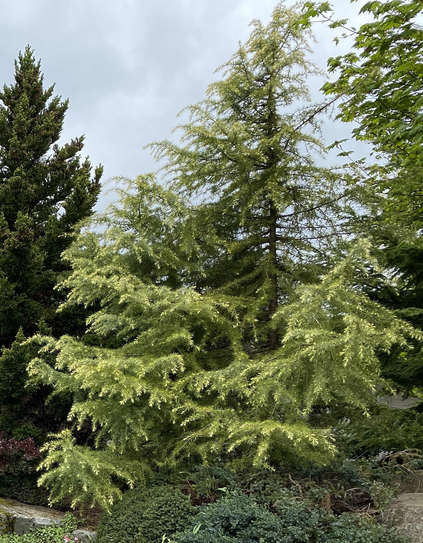 Bellevue Botanical Garden