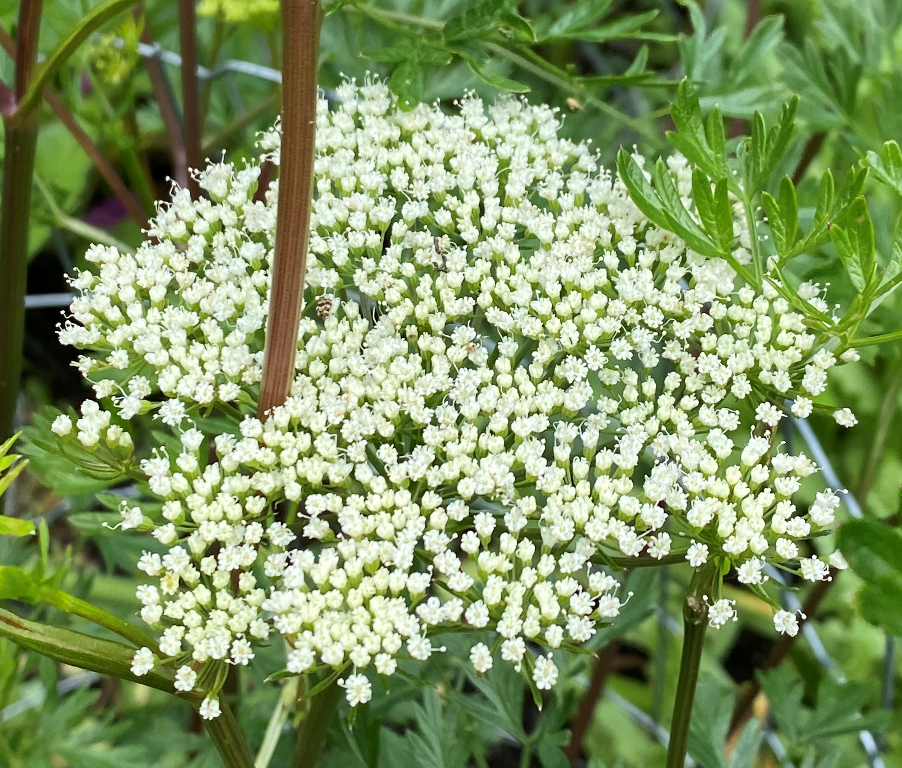 Bellevue Botanical Garden