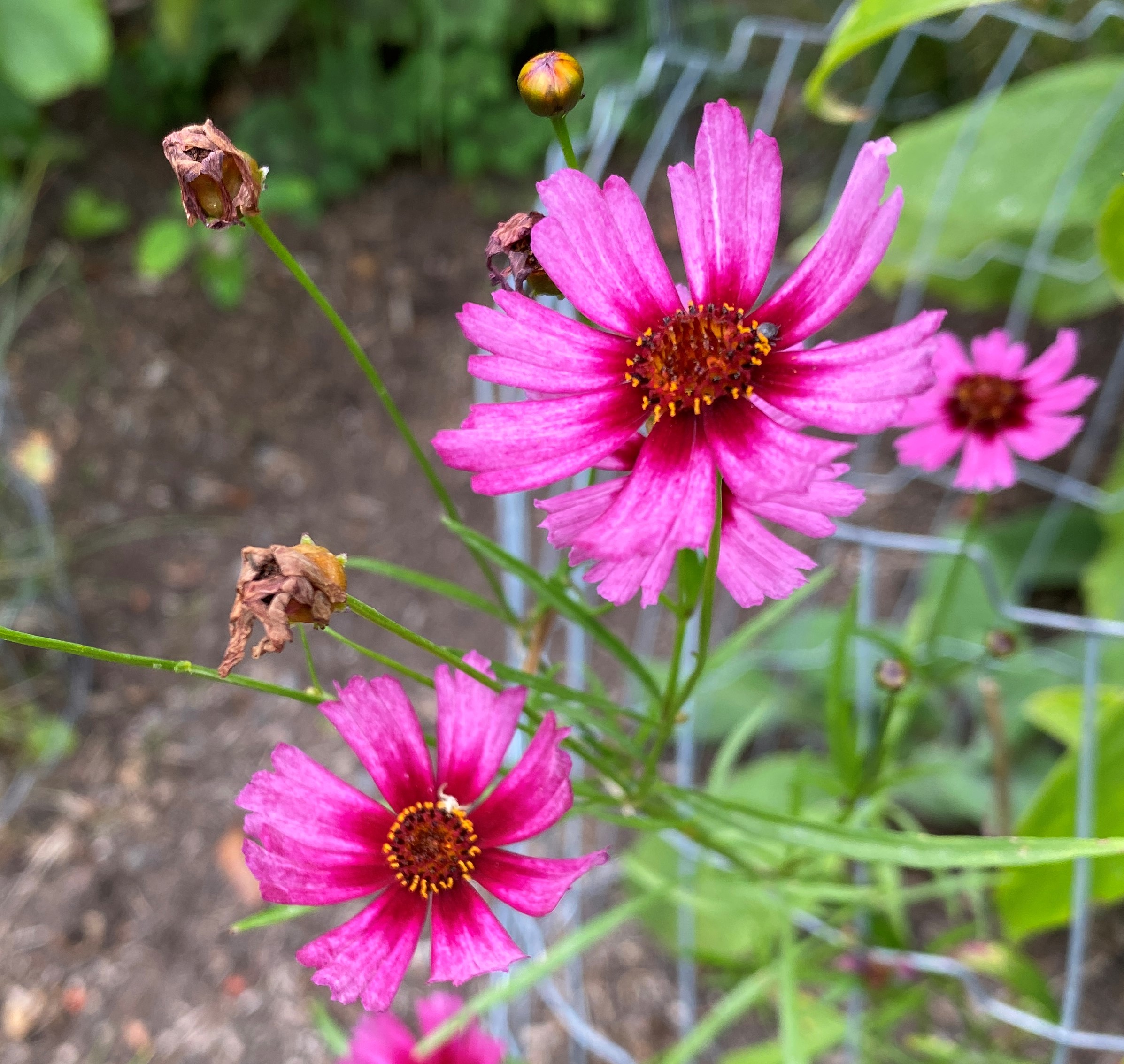 Bellevue Botanical Garden