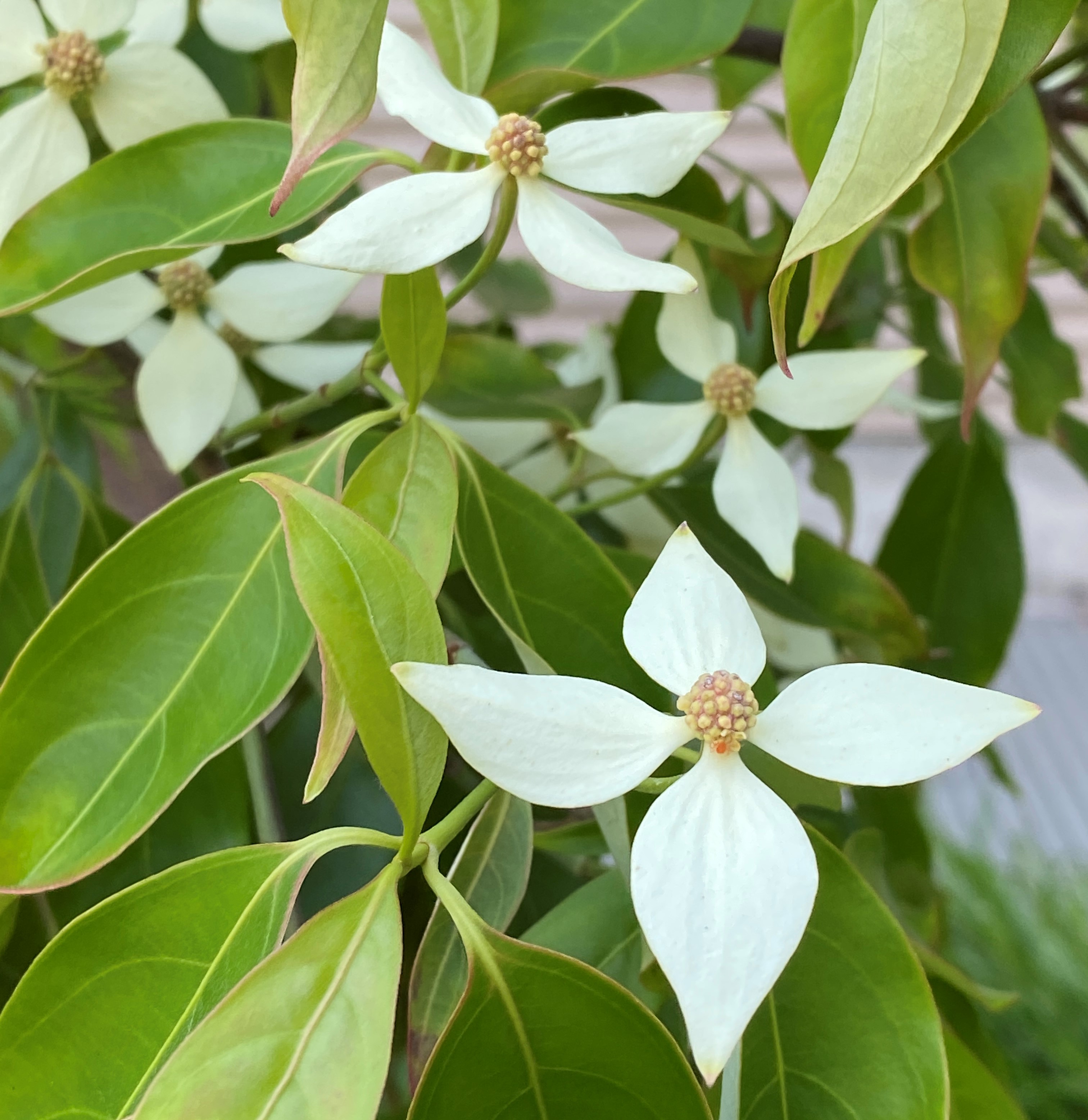 Bellevue Botanical Garden