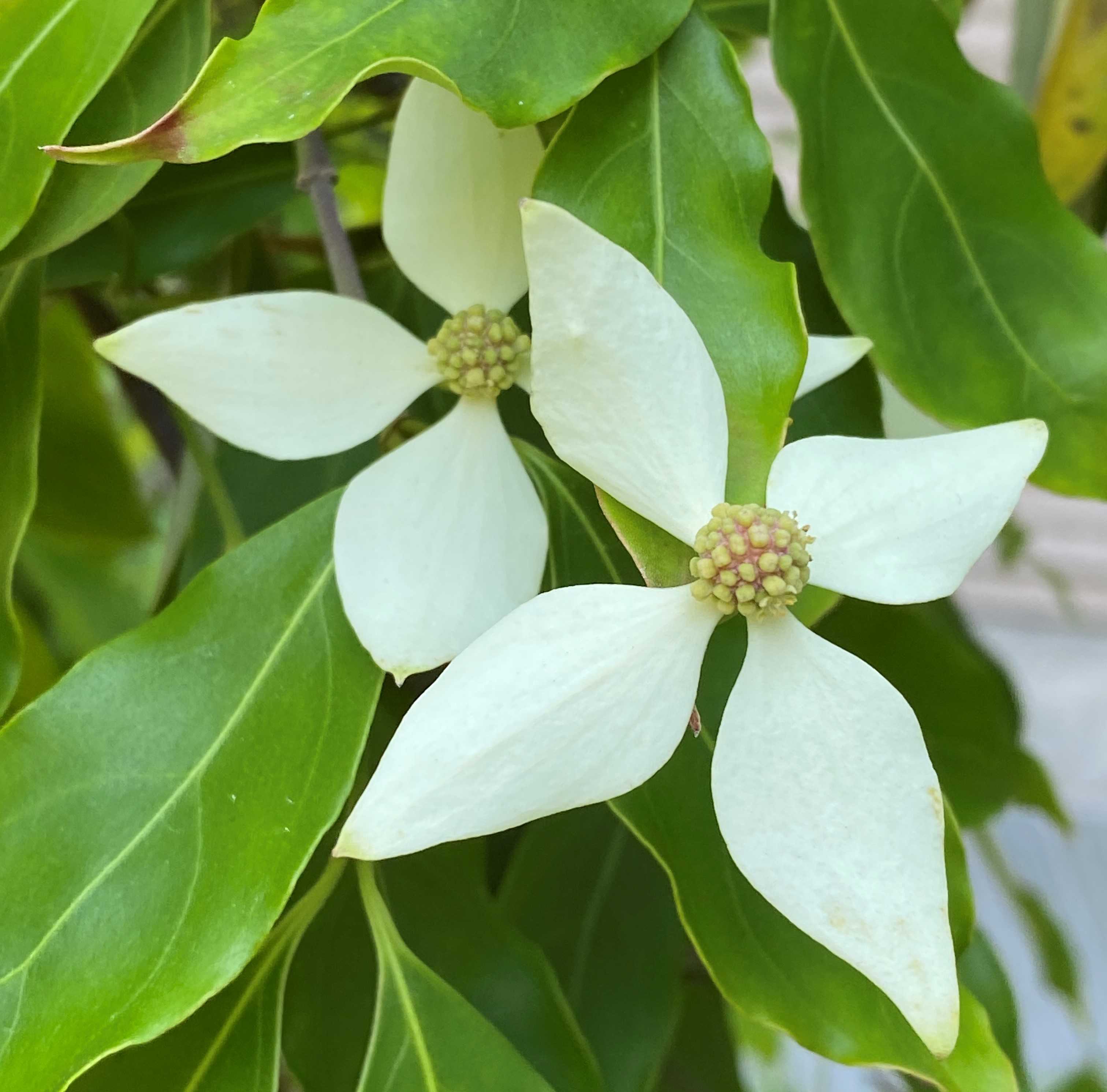 Bellevue Botanical Garden