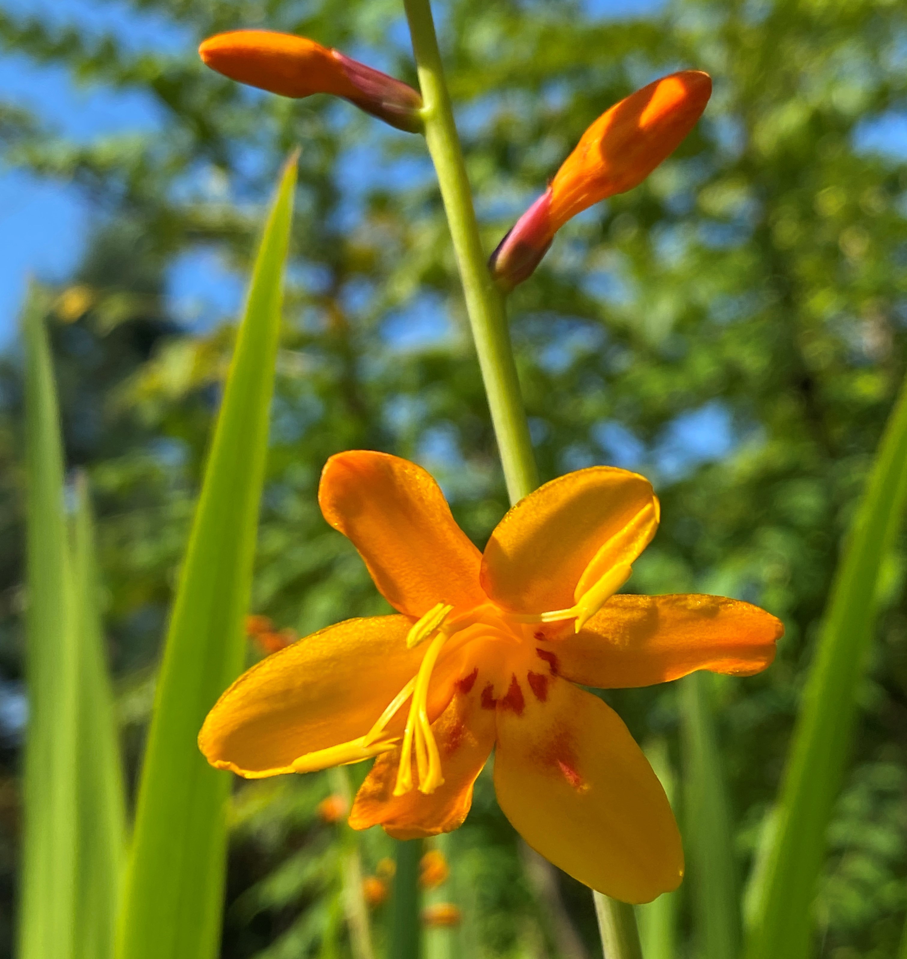 Bellevue Botanical Garden