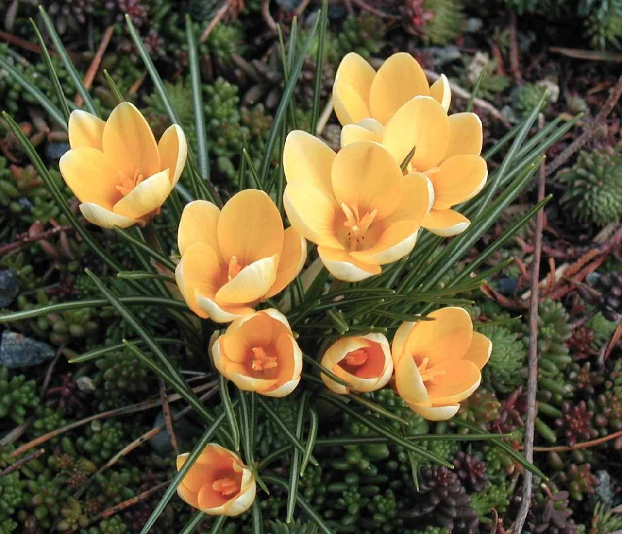 Bellevue Botanical Garden