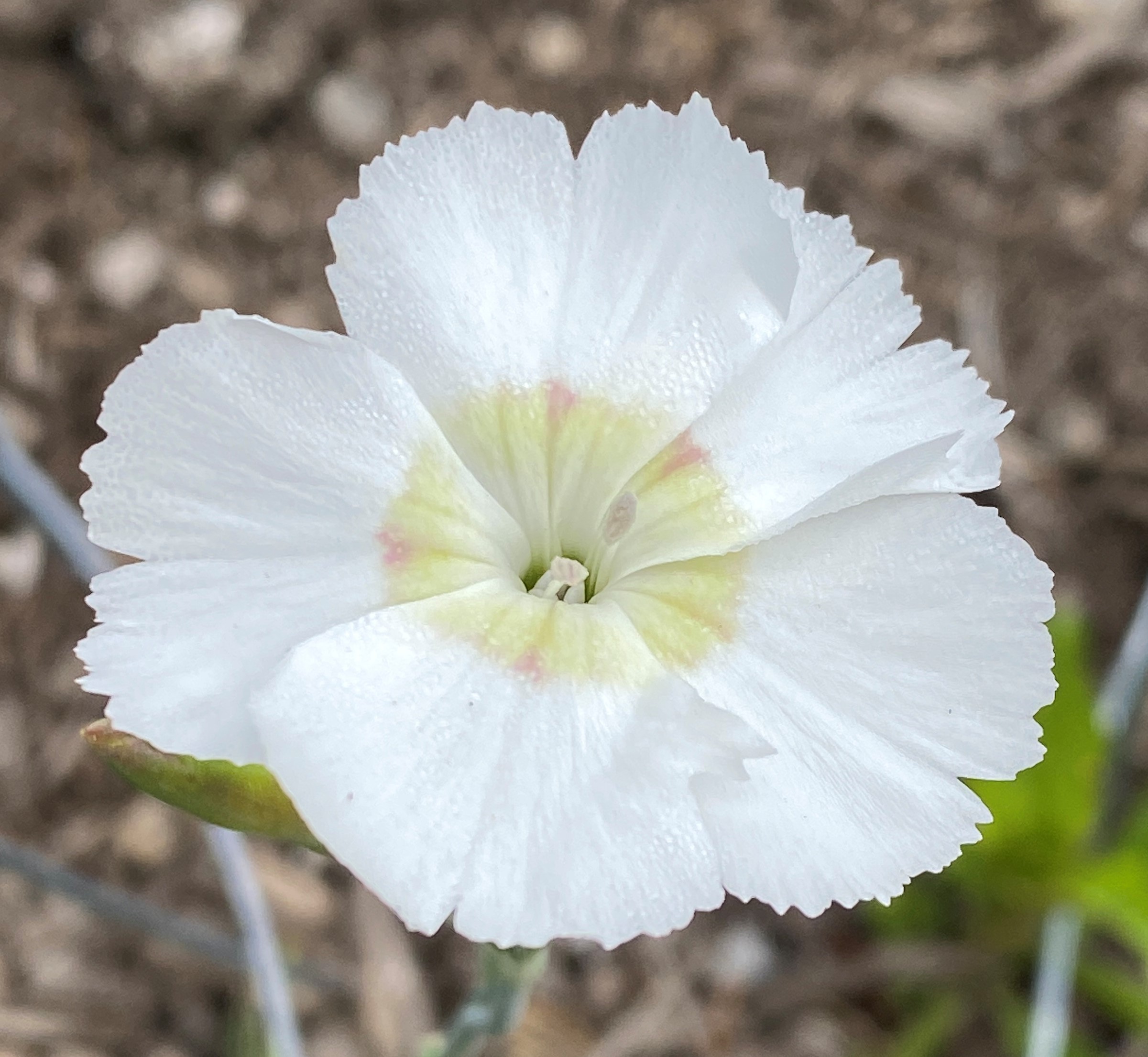 Bellevue Botanical Garden