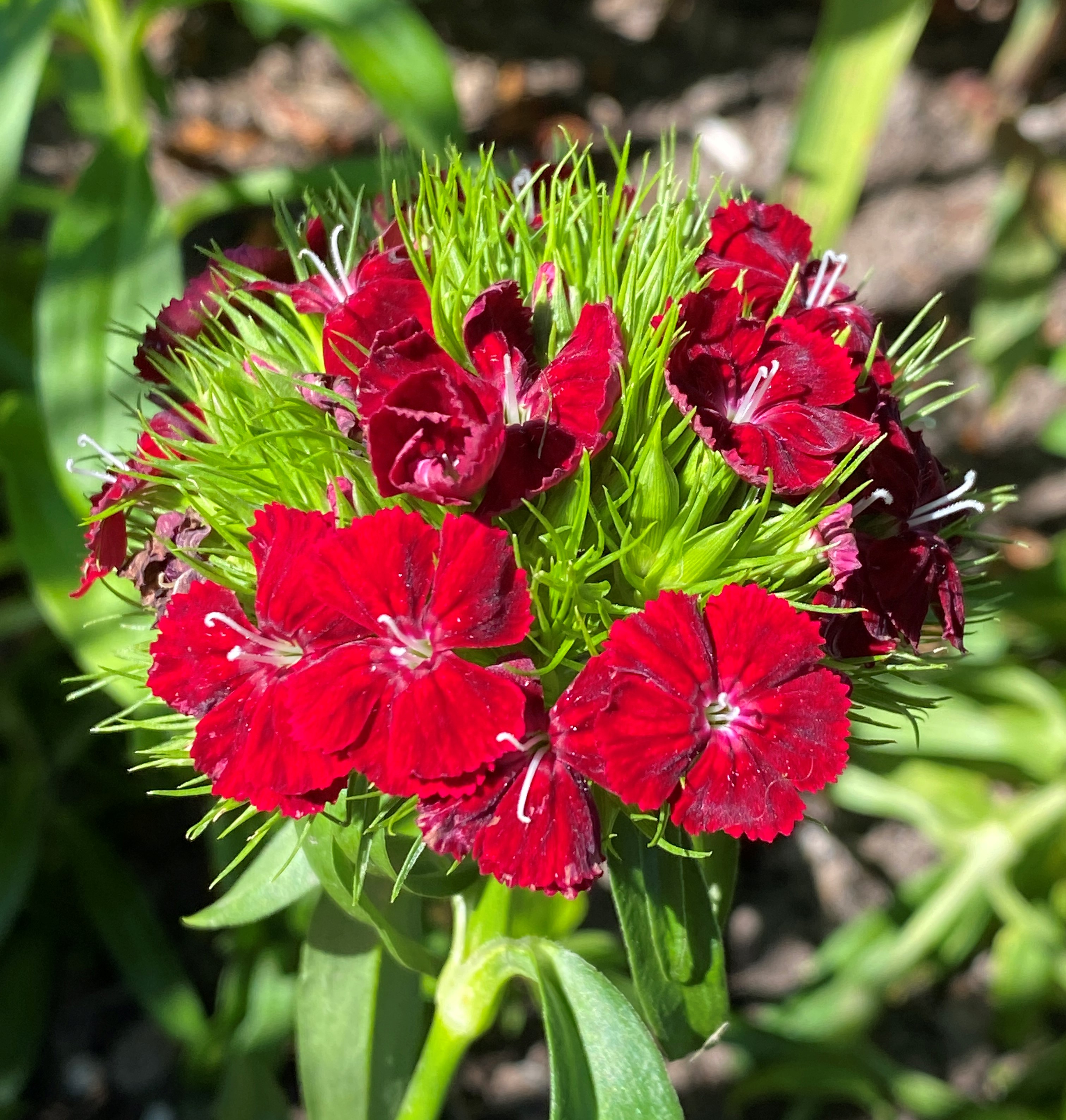 Bellevue Botanical Garden