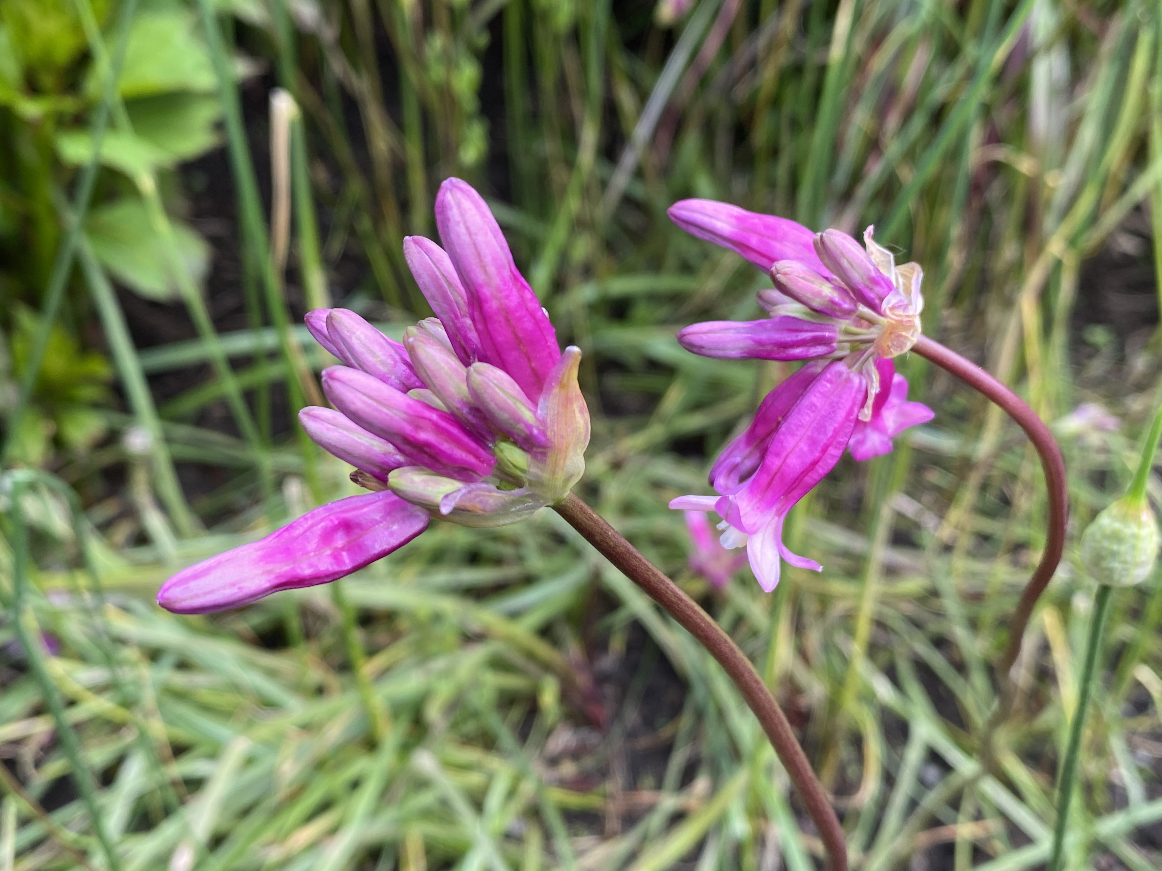 Bellevue Botanical Garden