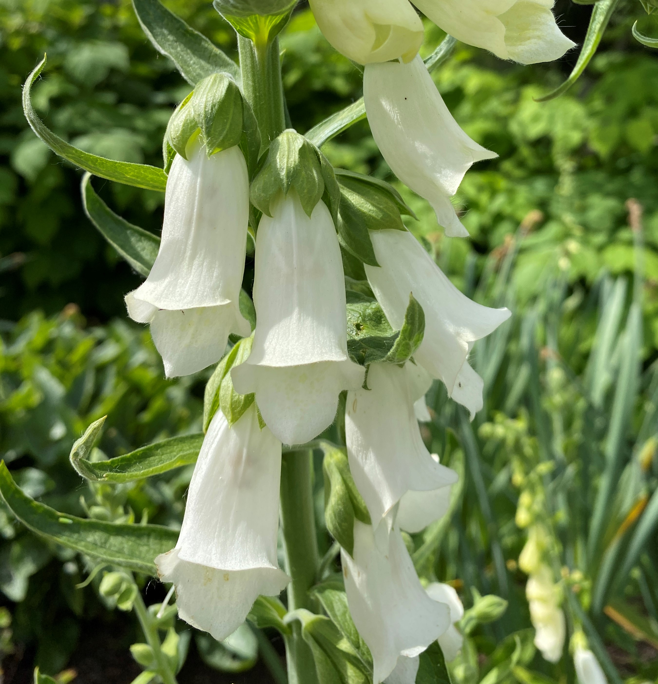 Bellevue Botanical Garden