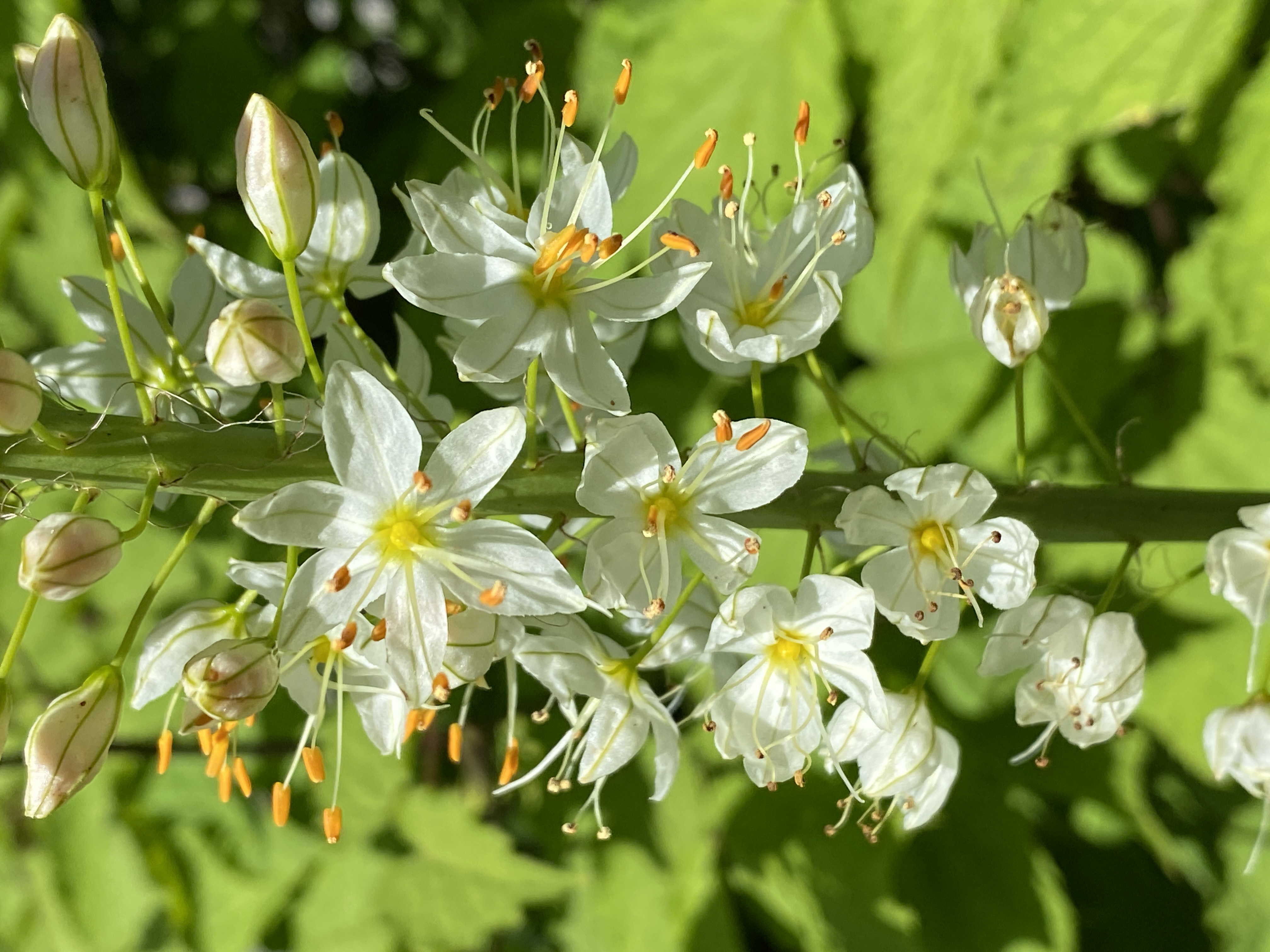 Bellevue Botanical Garden