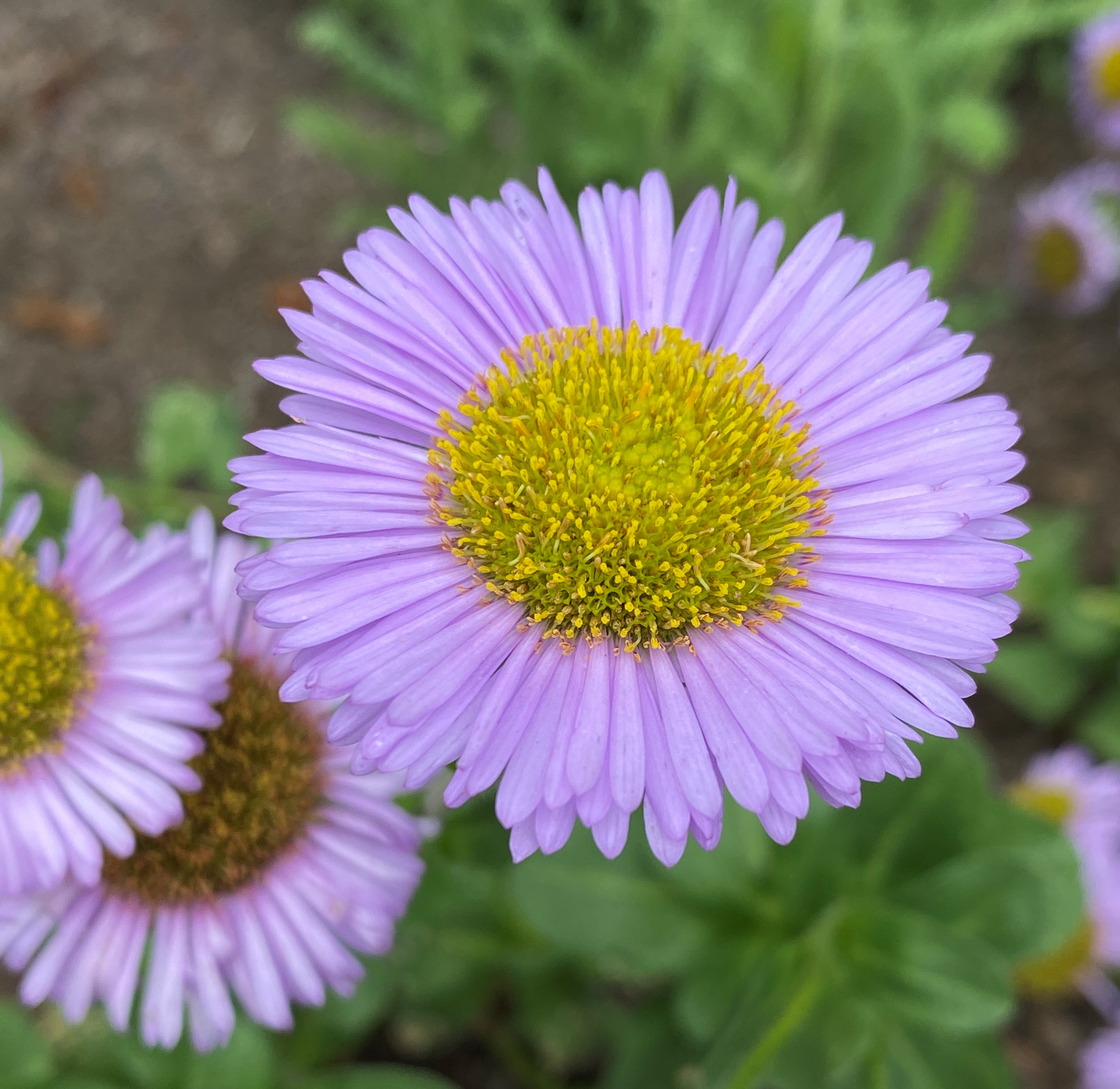 Bellevue Botanical Garden