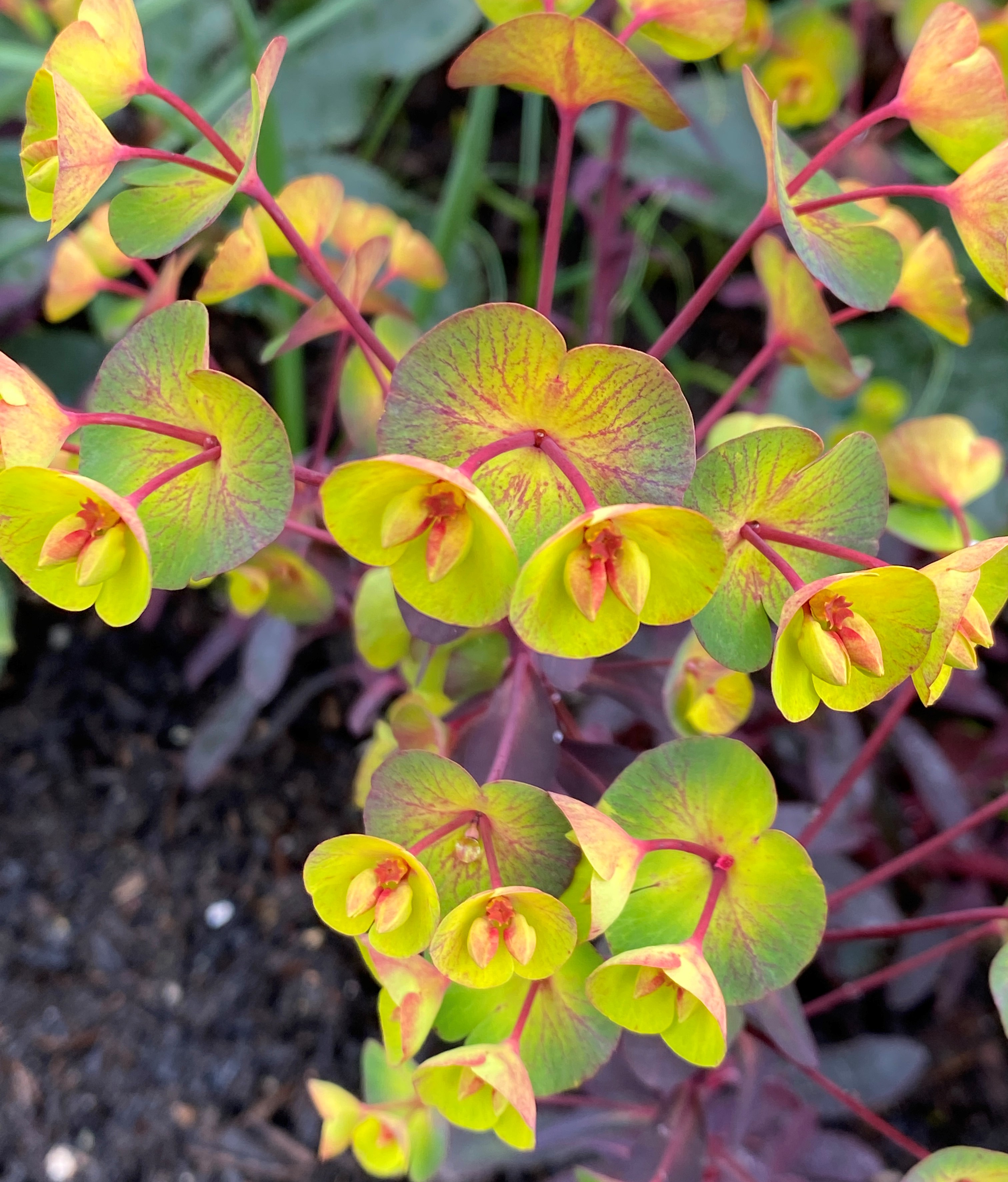 Bellevue Botanical Garden