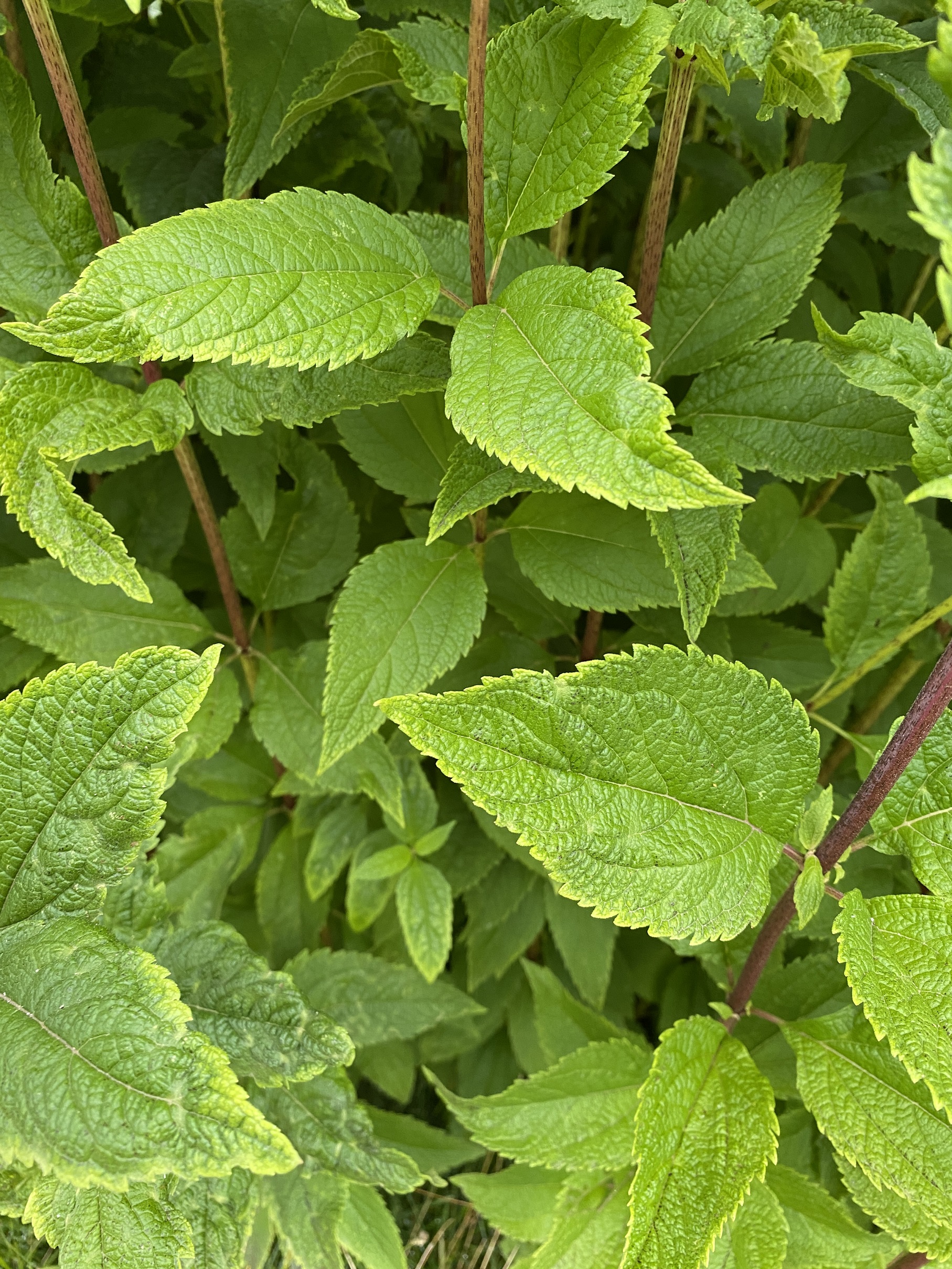 Bellevue Botanical Garden