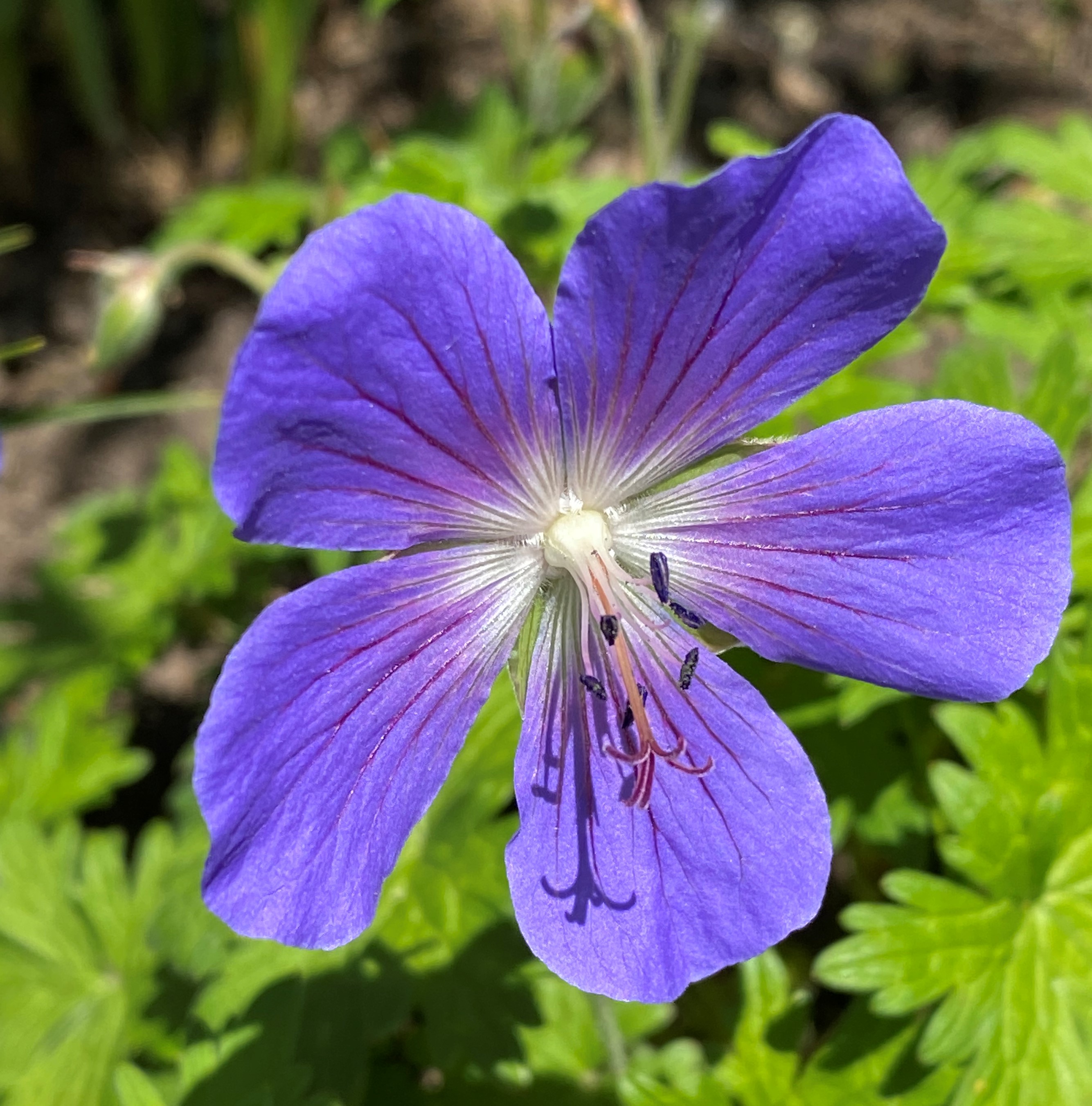 Bellevue Botanical Garden