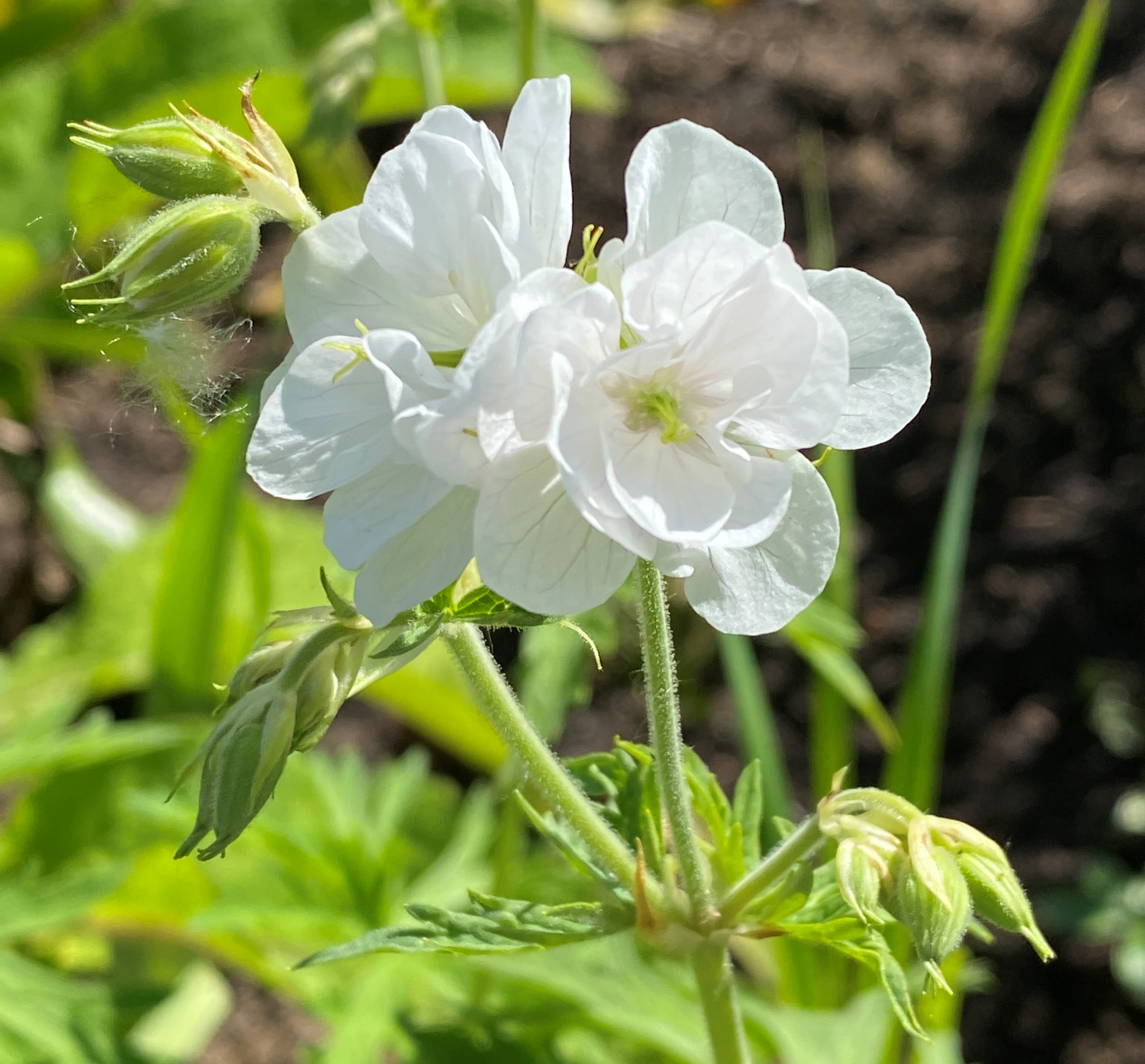 Bellevue Botanical Garden
