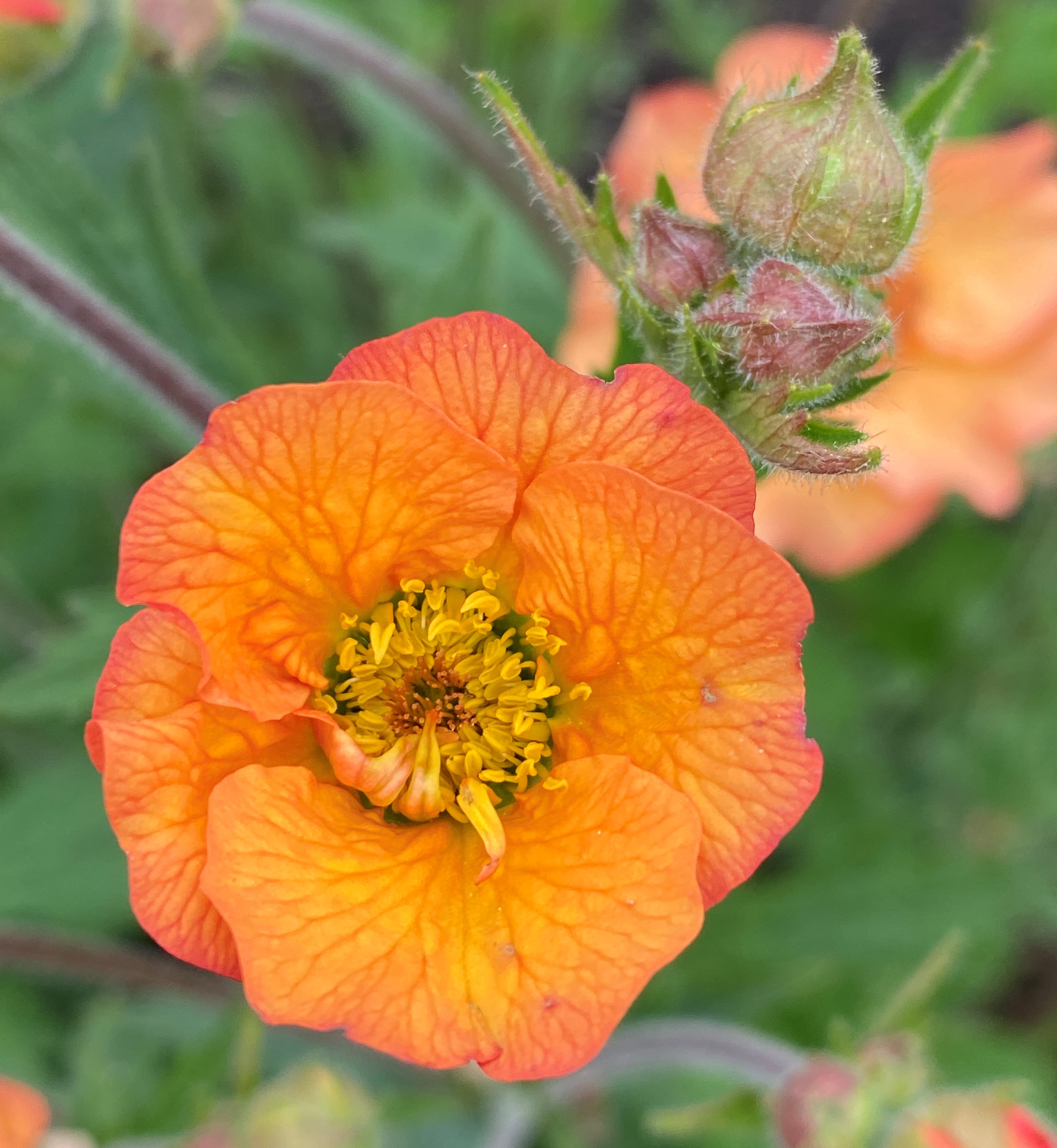 Bellevue Botanical Garden