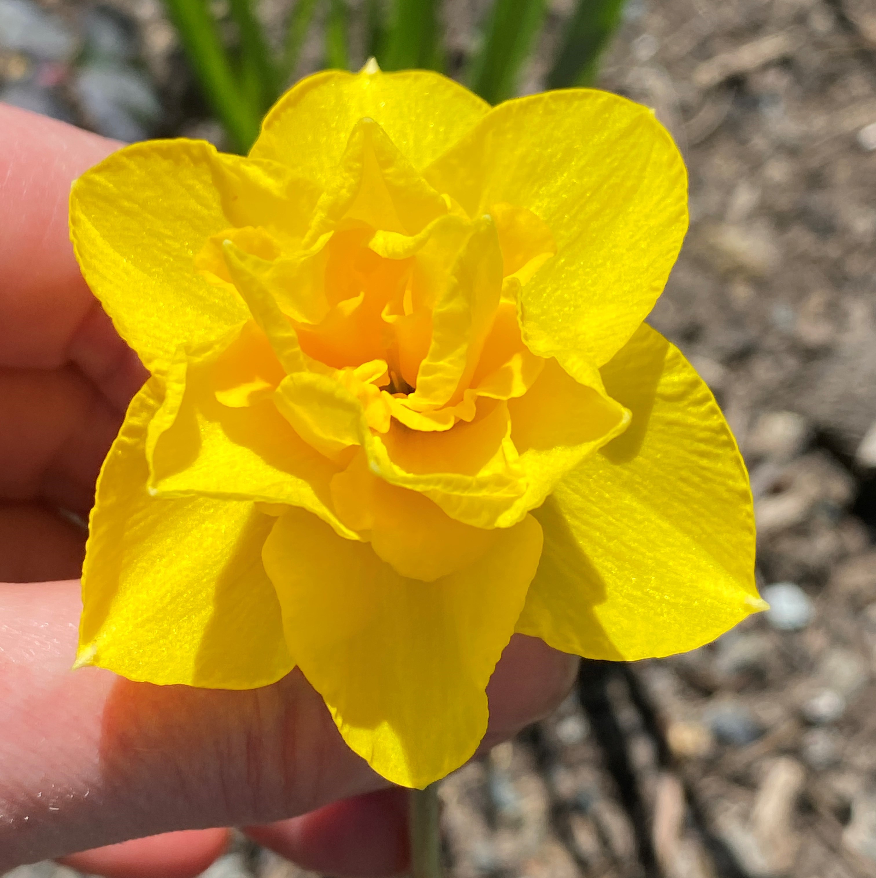 Bellevue Botanical Garden