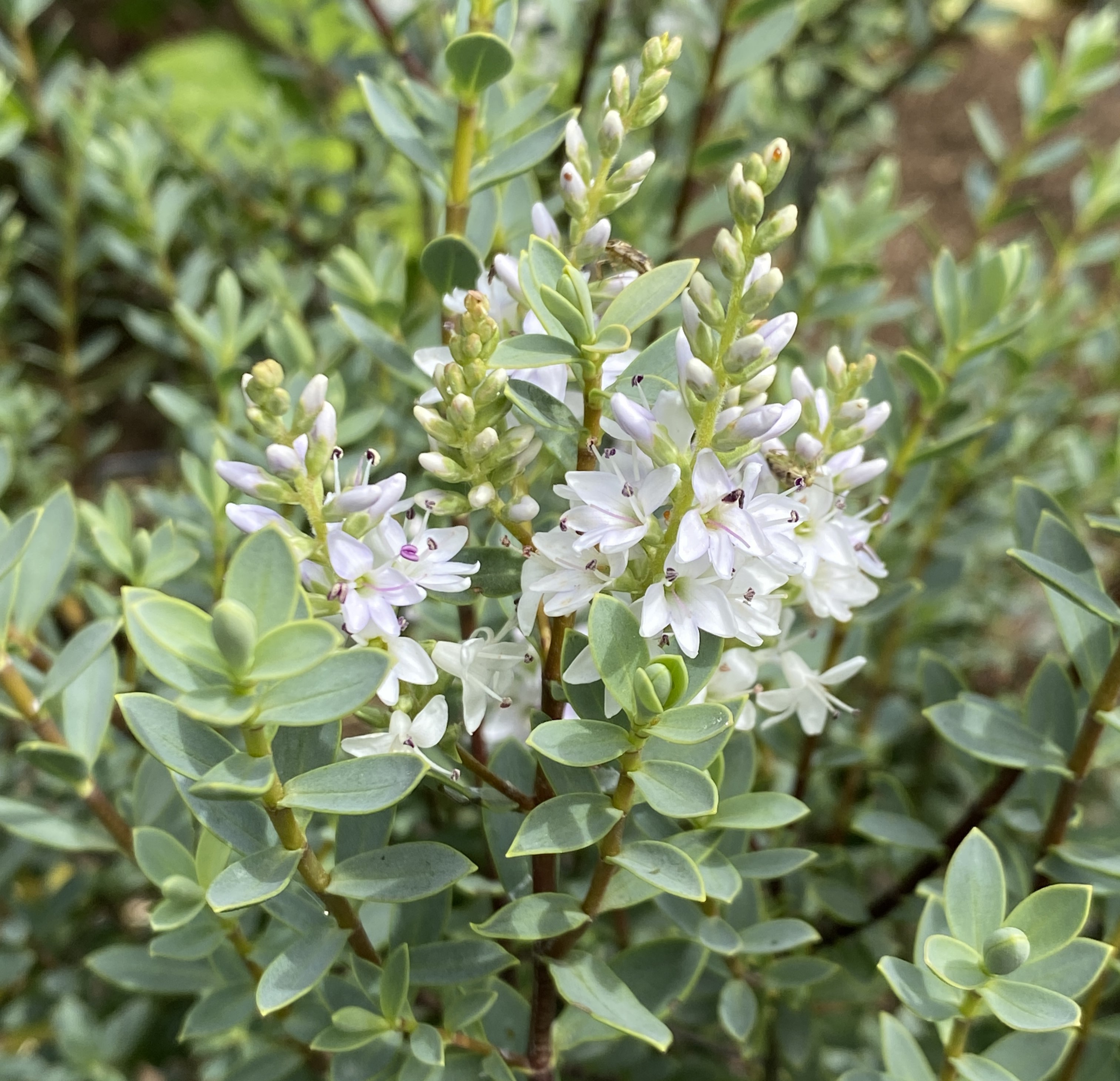 Bellevue Botanical Garden