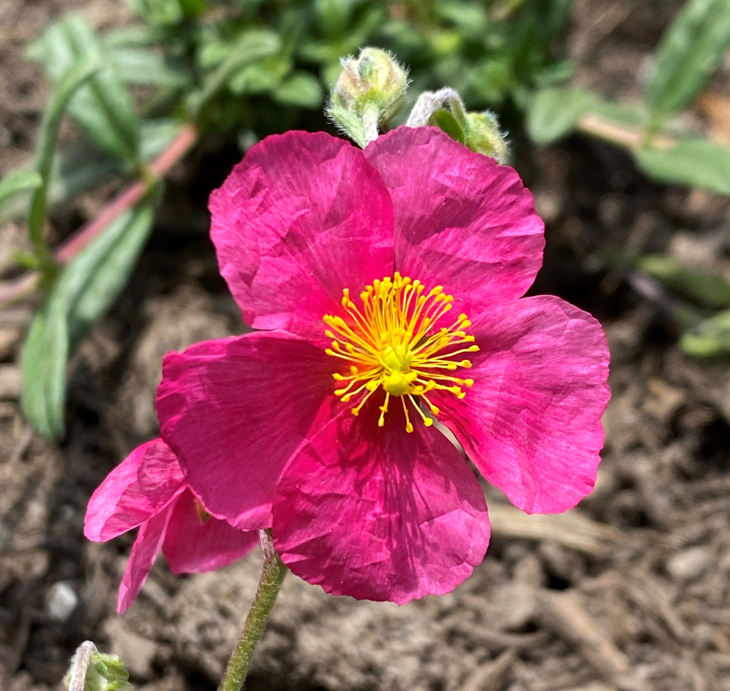 Bellevue Botanical Garden