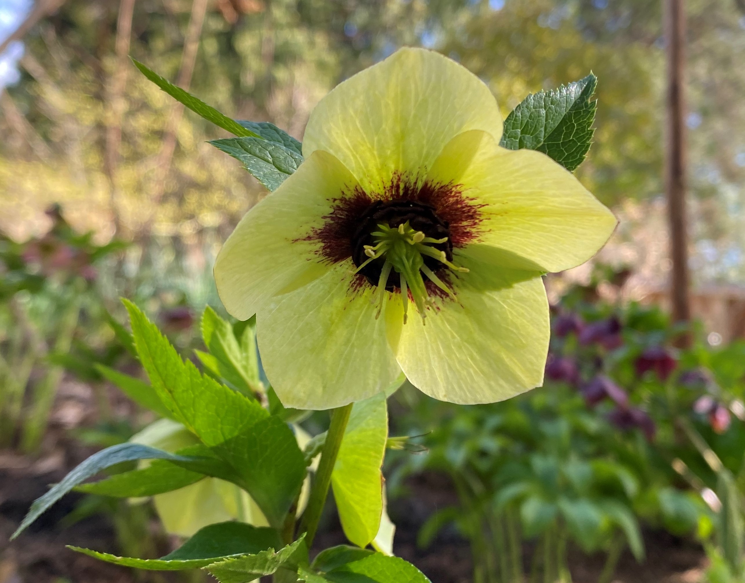 Bellevue Botanical Garden