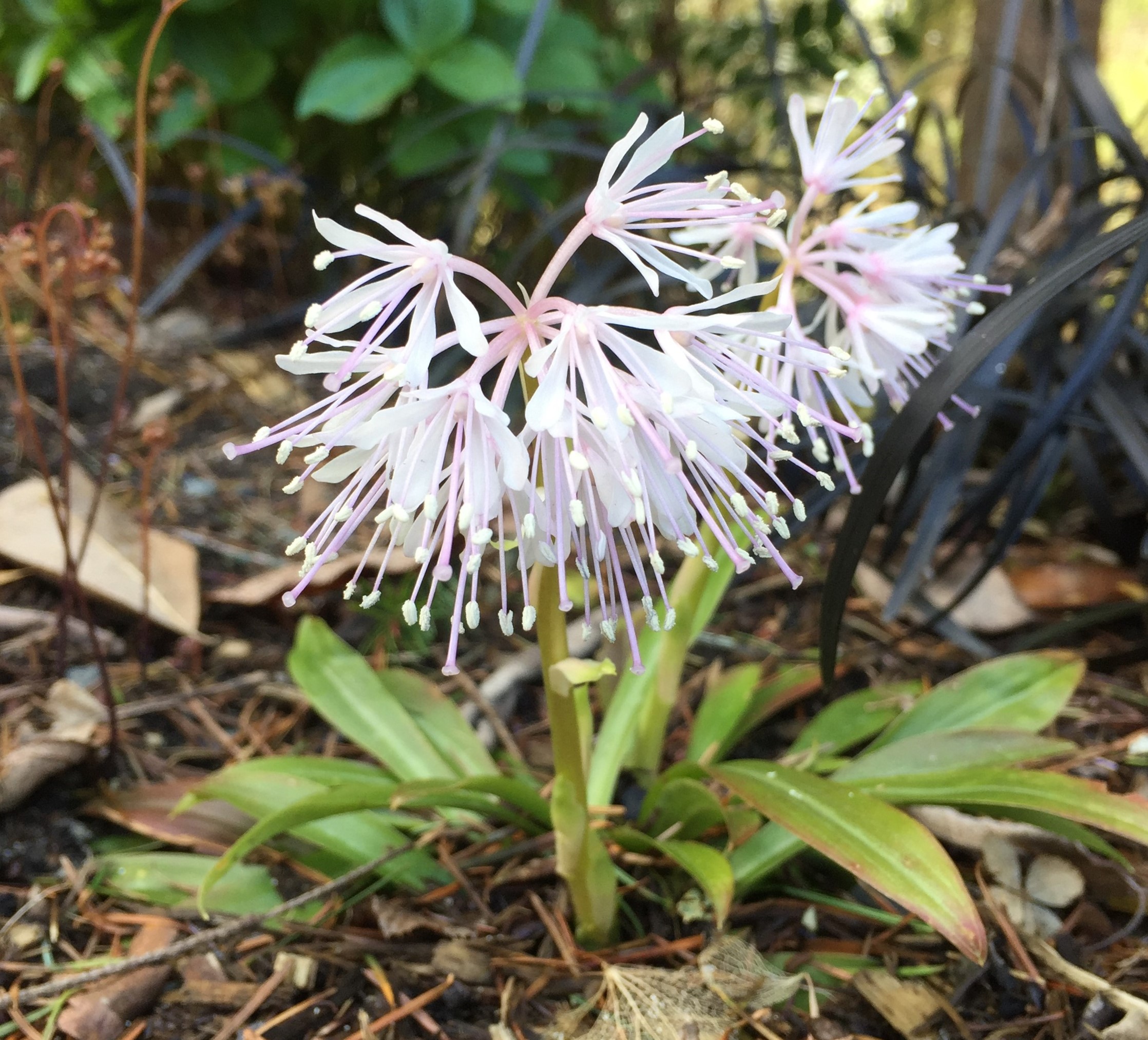 Bellevue Botanical Garden