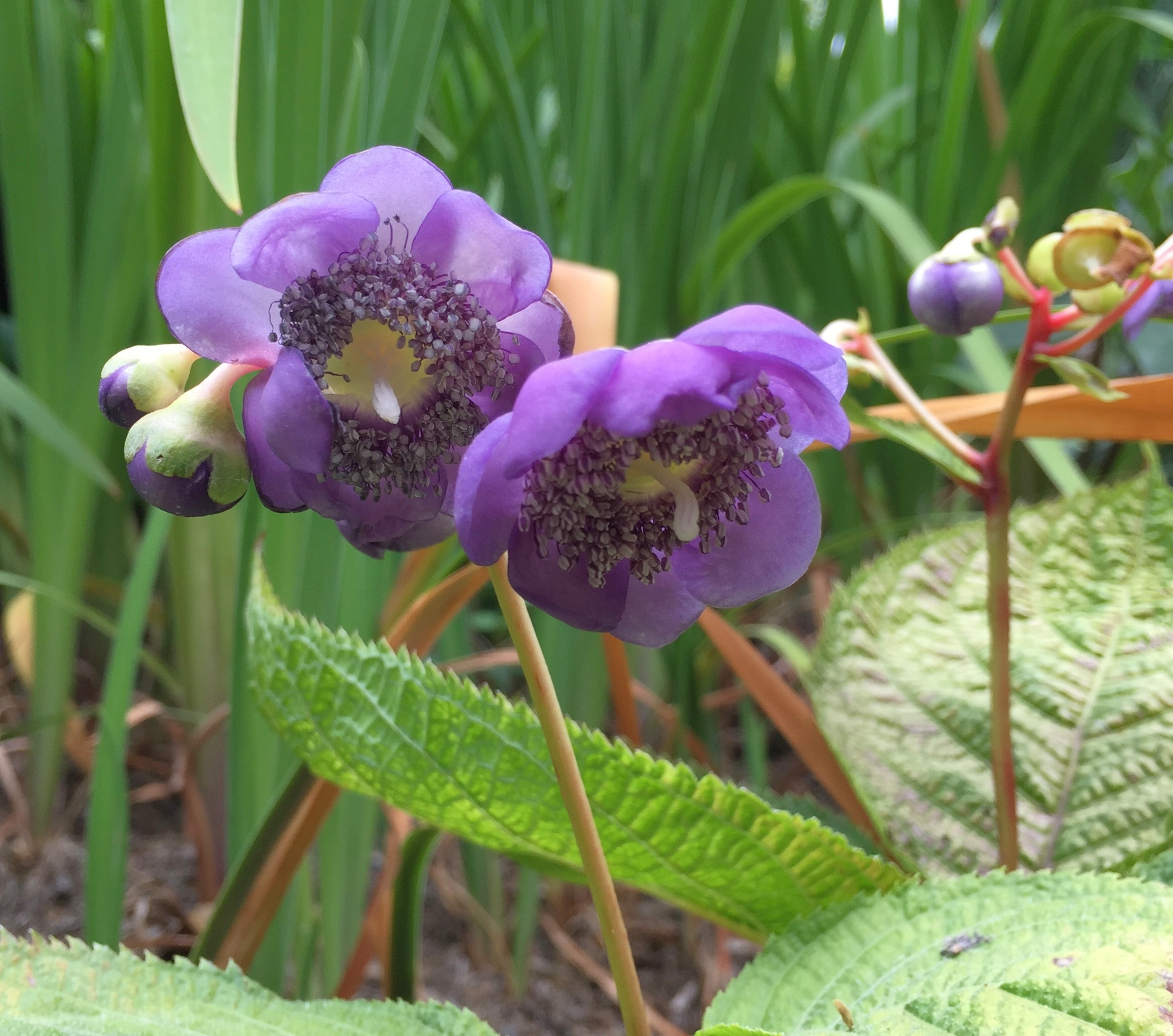 Bellevue Botanical Garden
