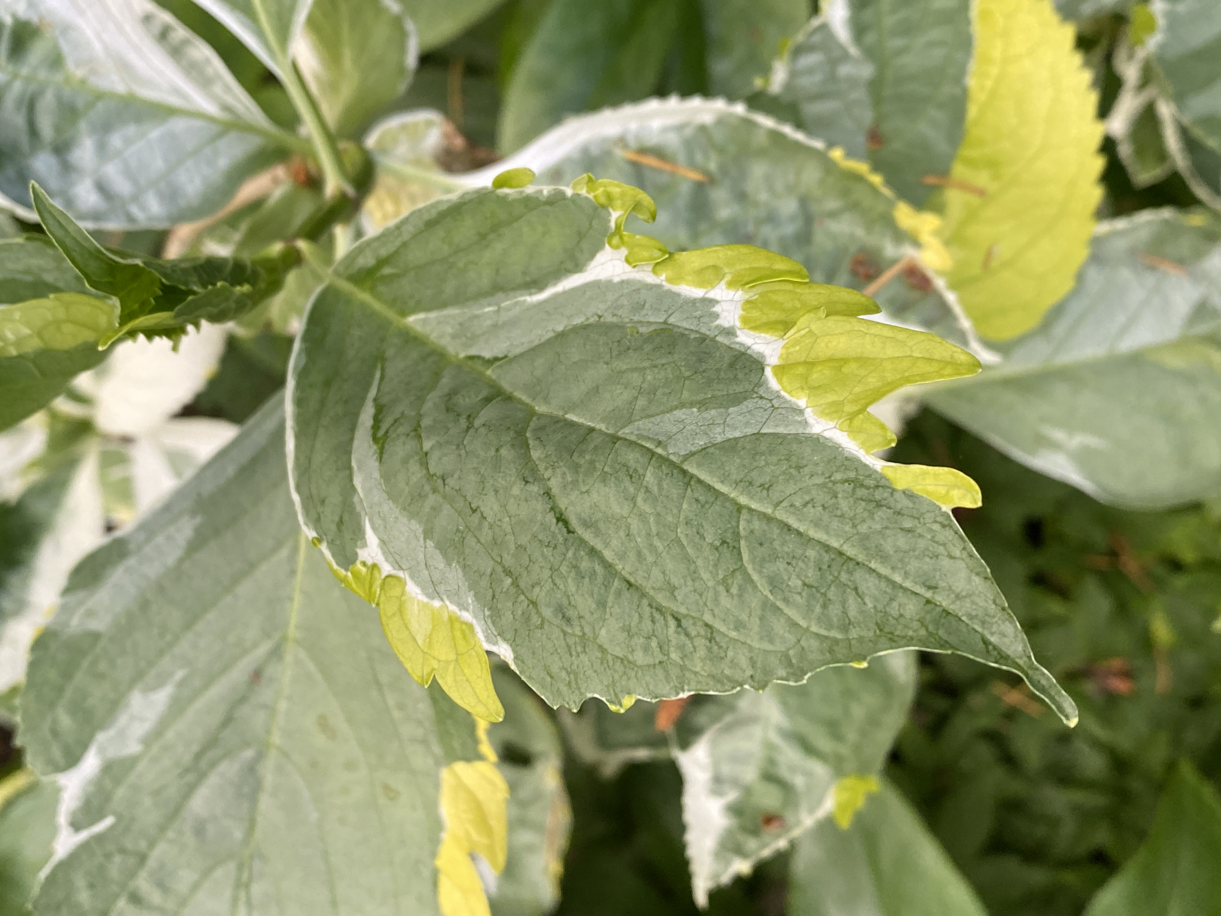 Bellevue Botanical Garden