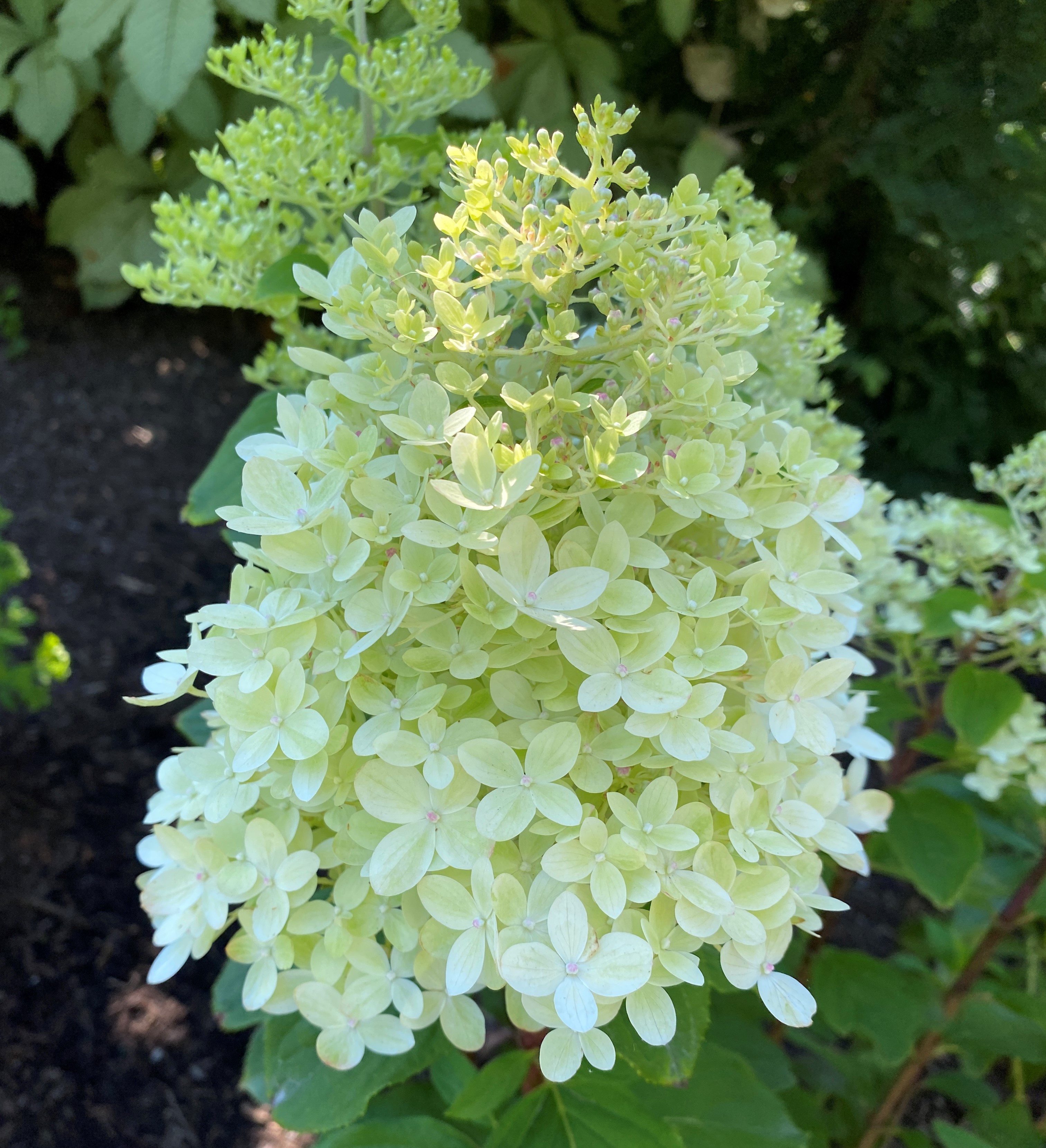 Bellevue Botanical Garden