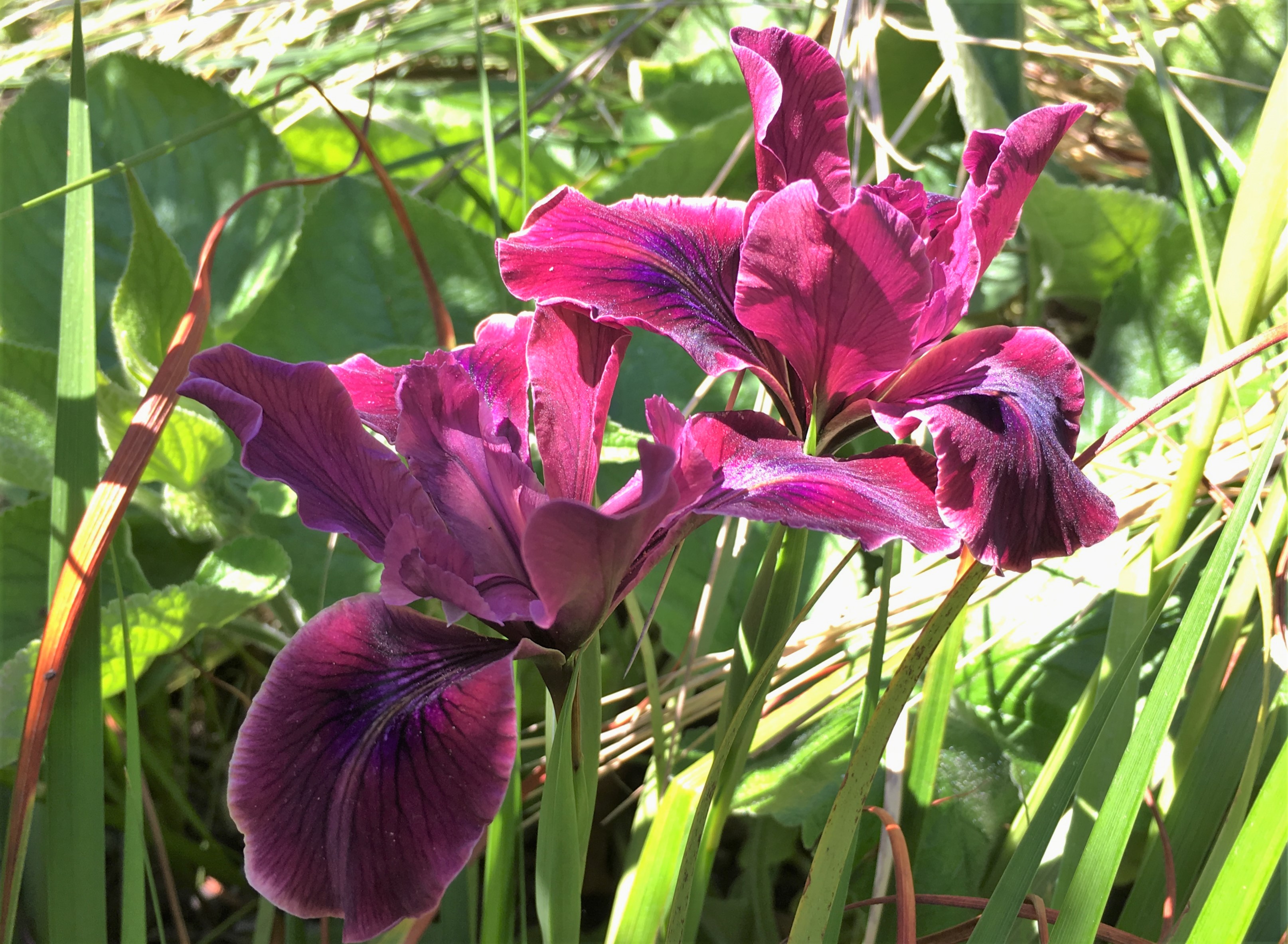 Bellevue Botanical Garden