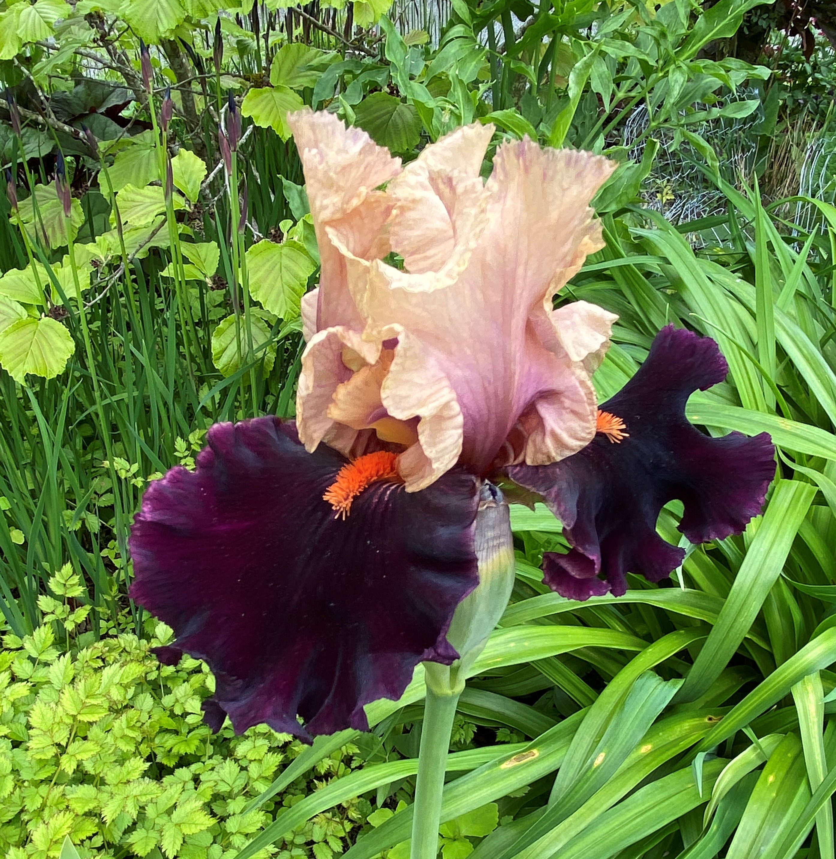 Bellevue Botanical Garden