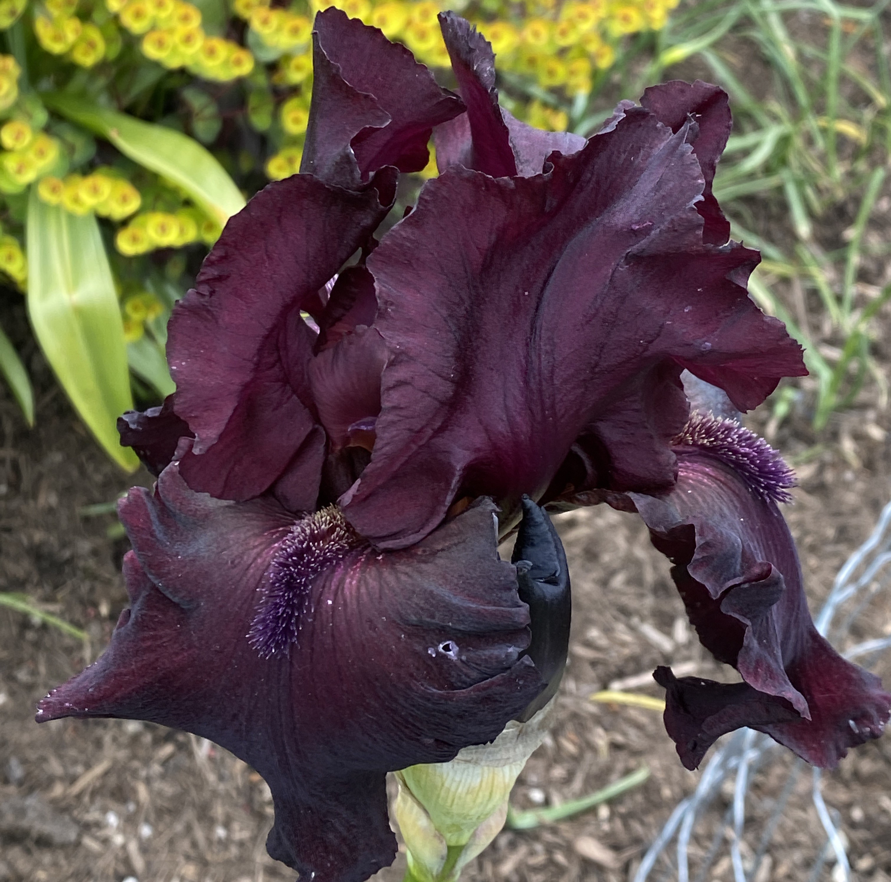 Bellevue Botanical Garden