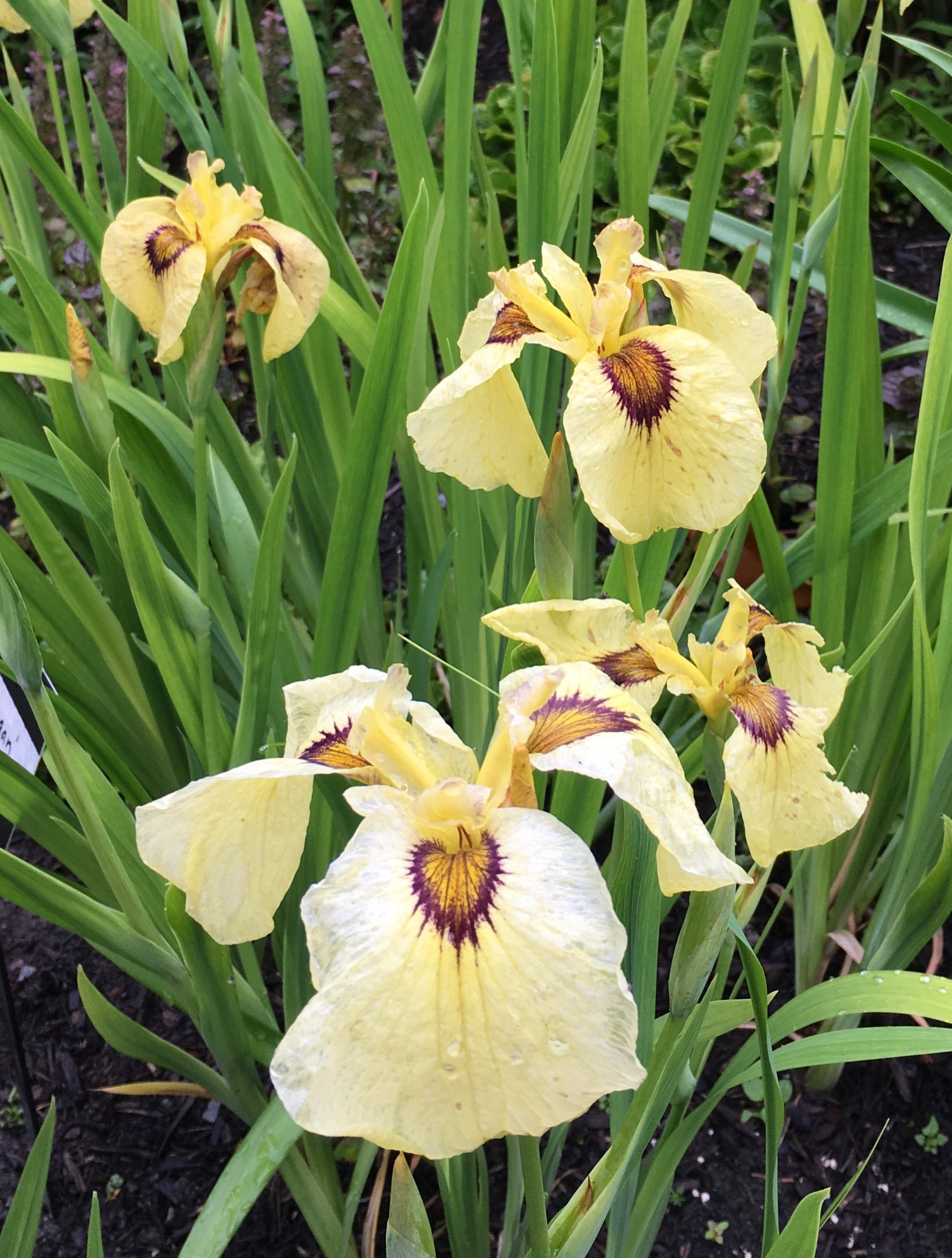 Bellevue Botanical Garden