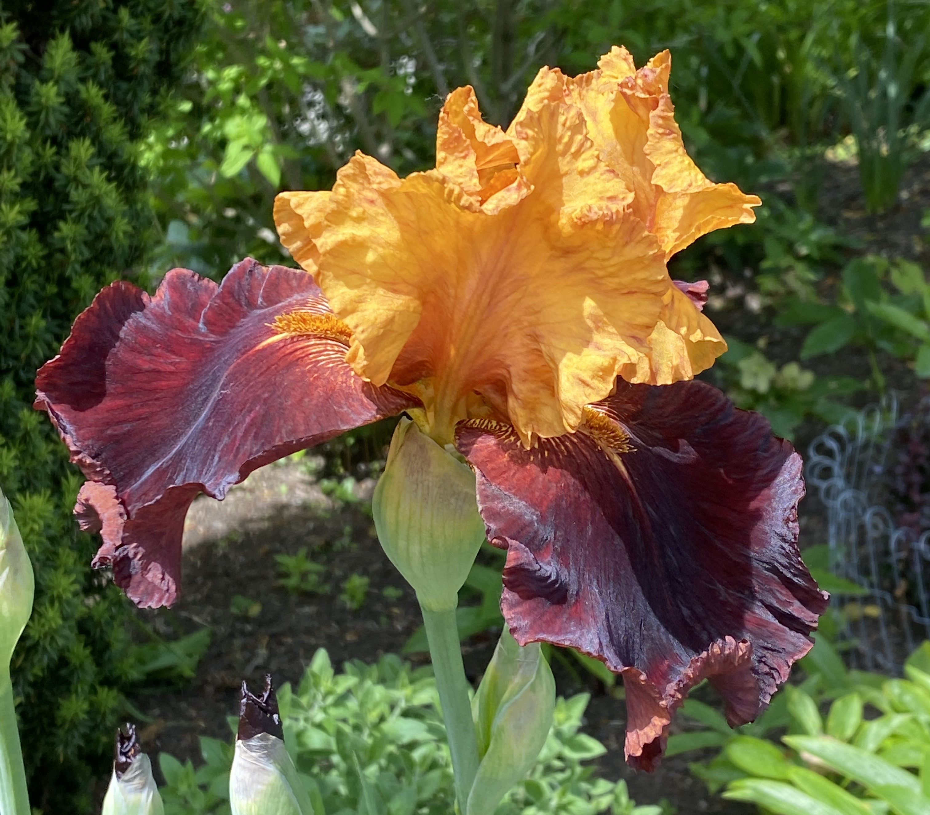 Bellevue Botanical Garden