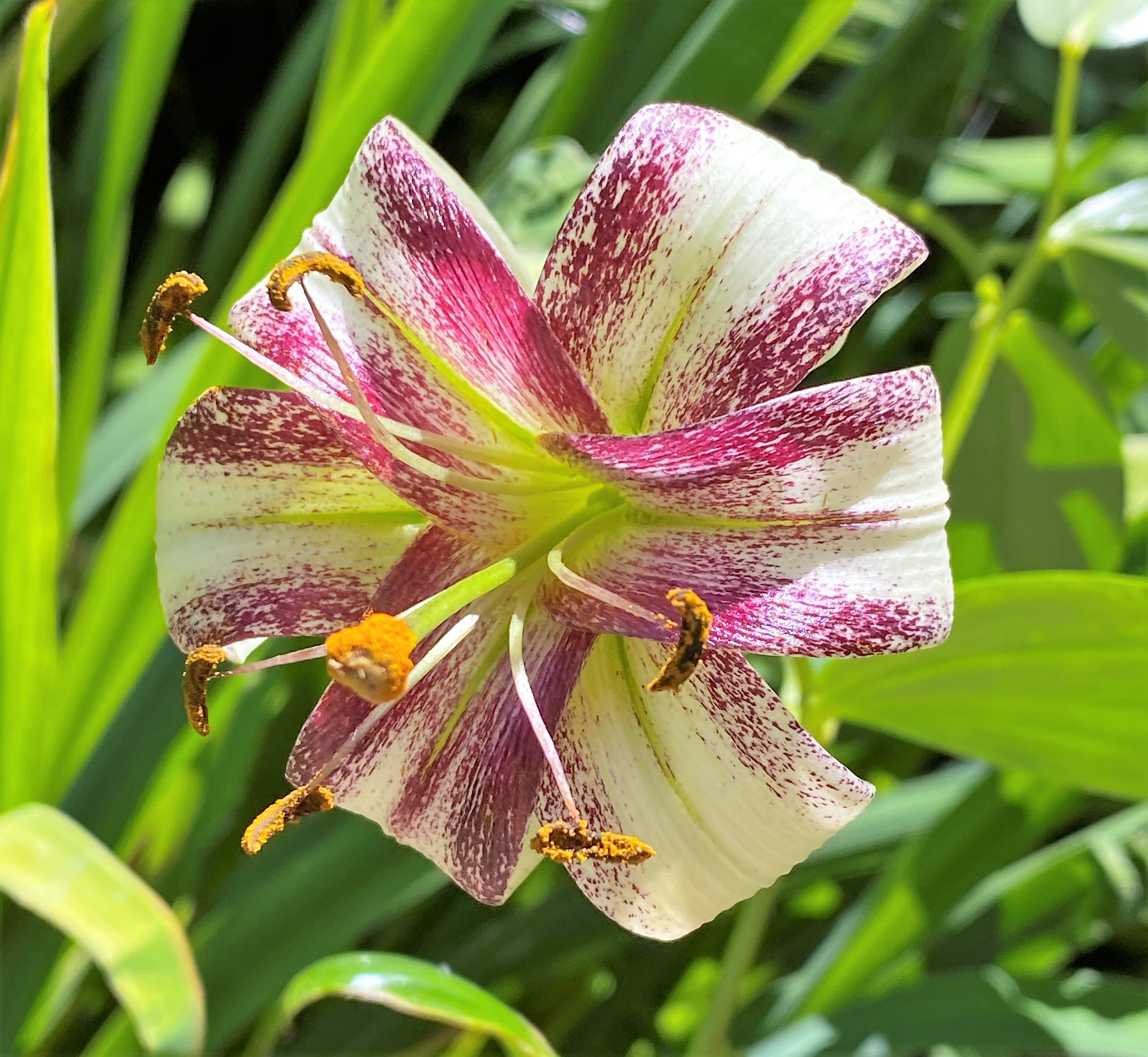 Bellevue Botanical Garden