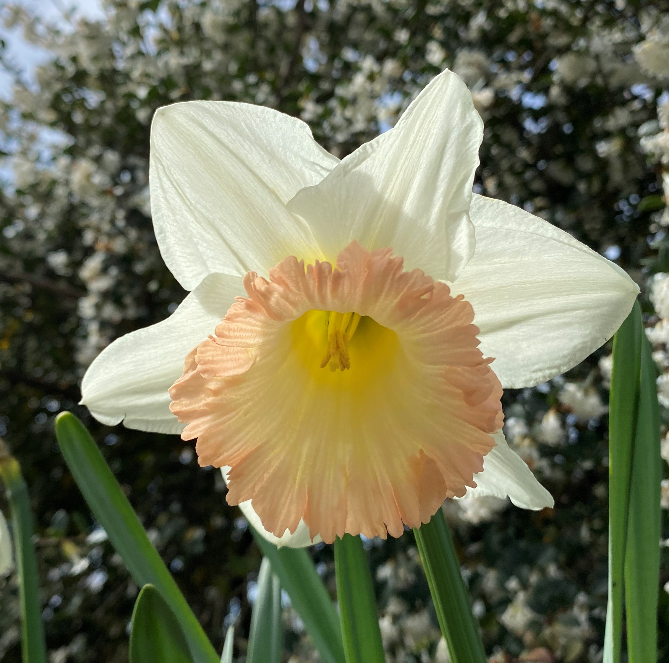 Bellevue Botanical Garden