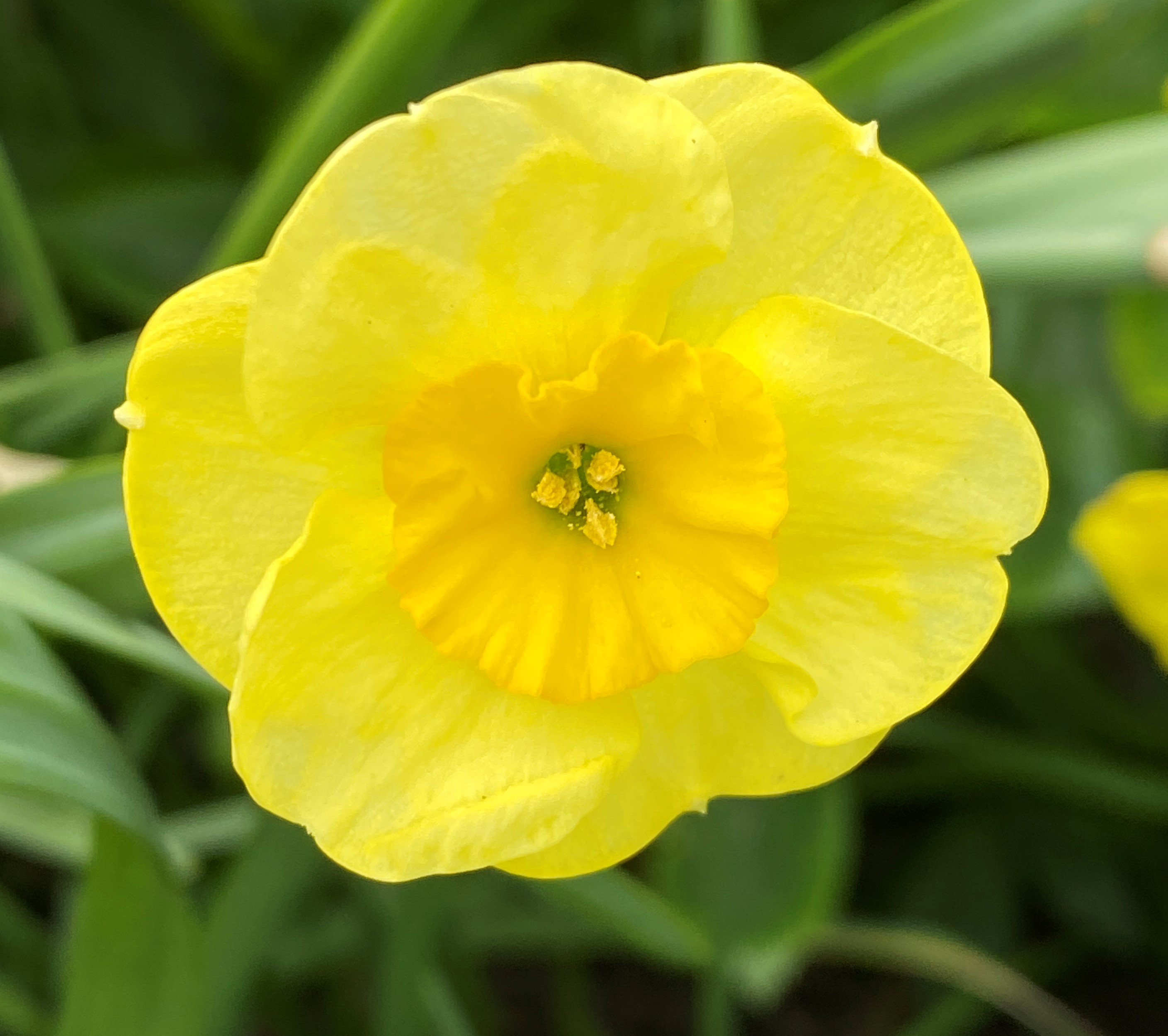 Bellevue Botanical Garden