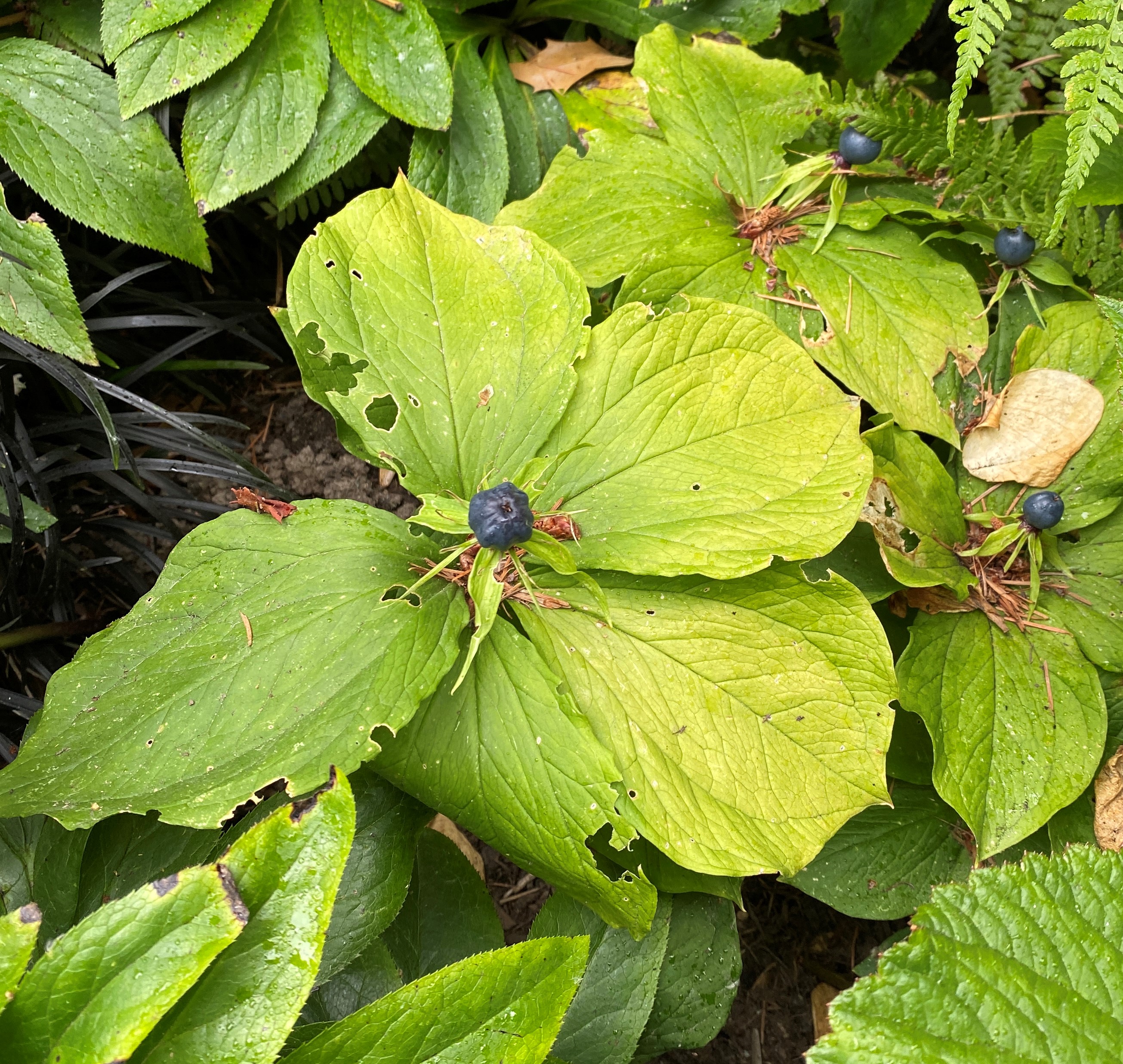 Bellevue Botanical Garden