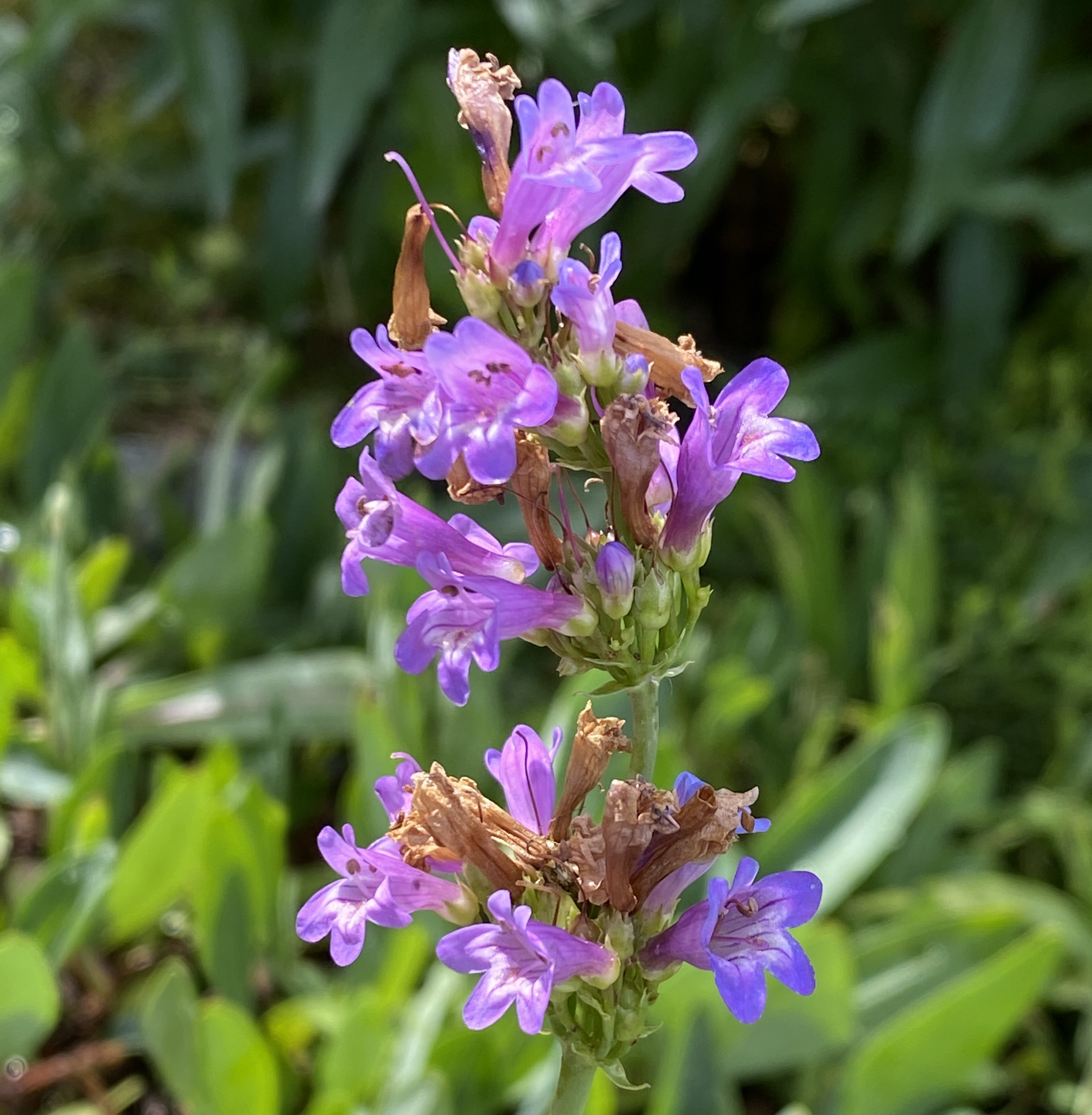 Bellevue Botanical Garden