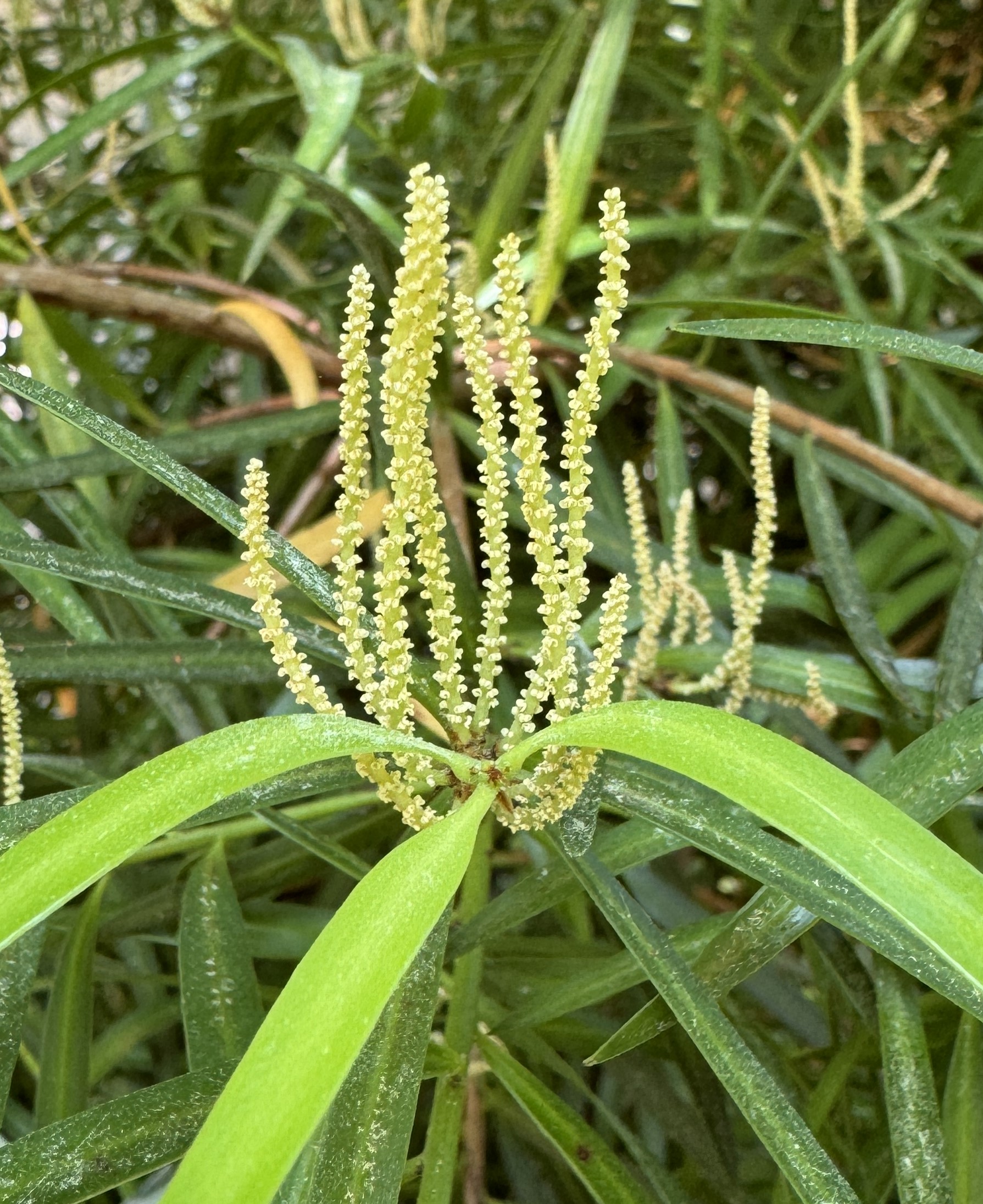 Bellevue Botanical Garden