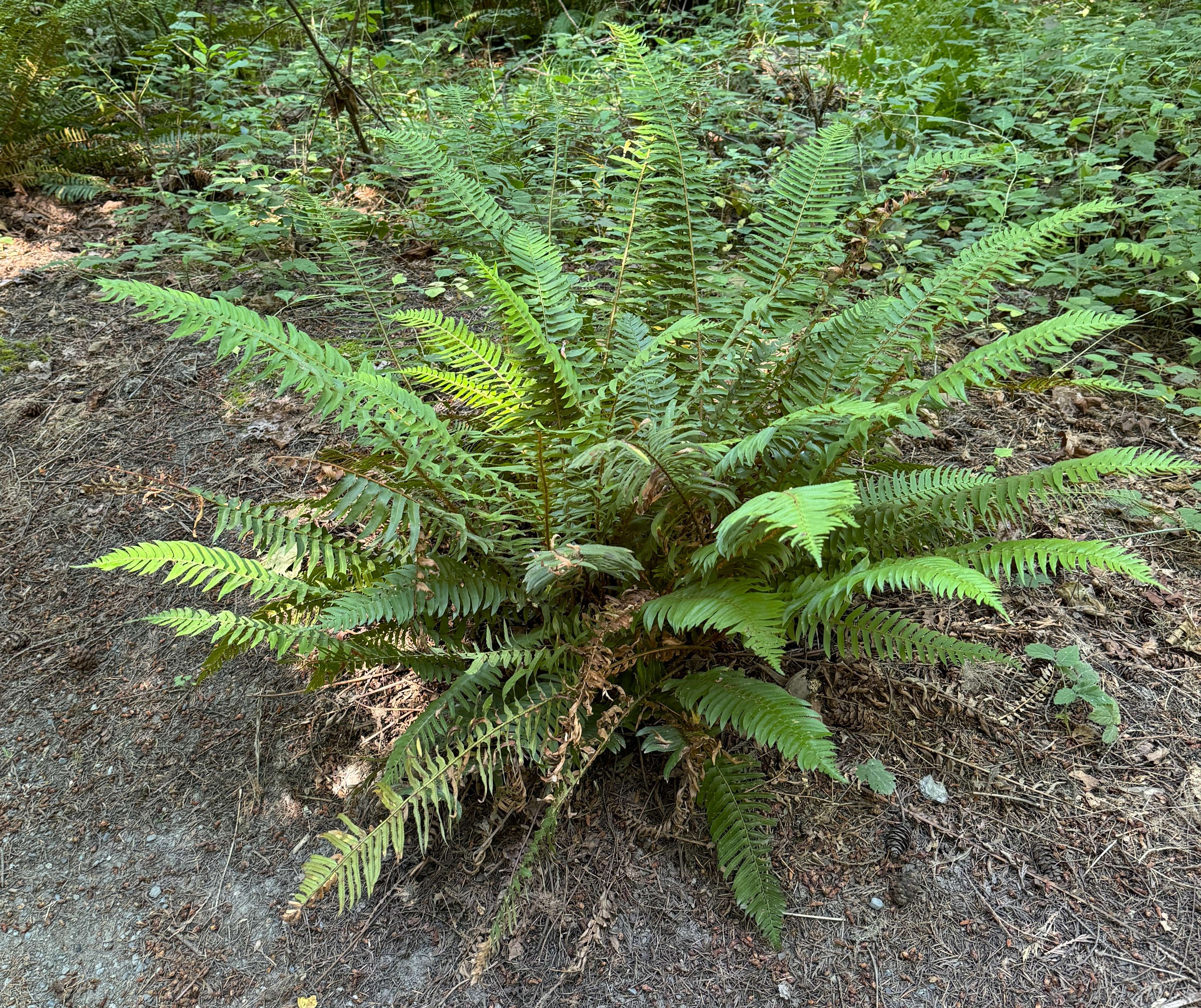 Bellevue Botanical Garden