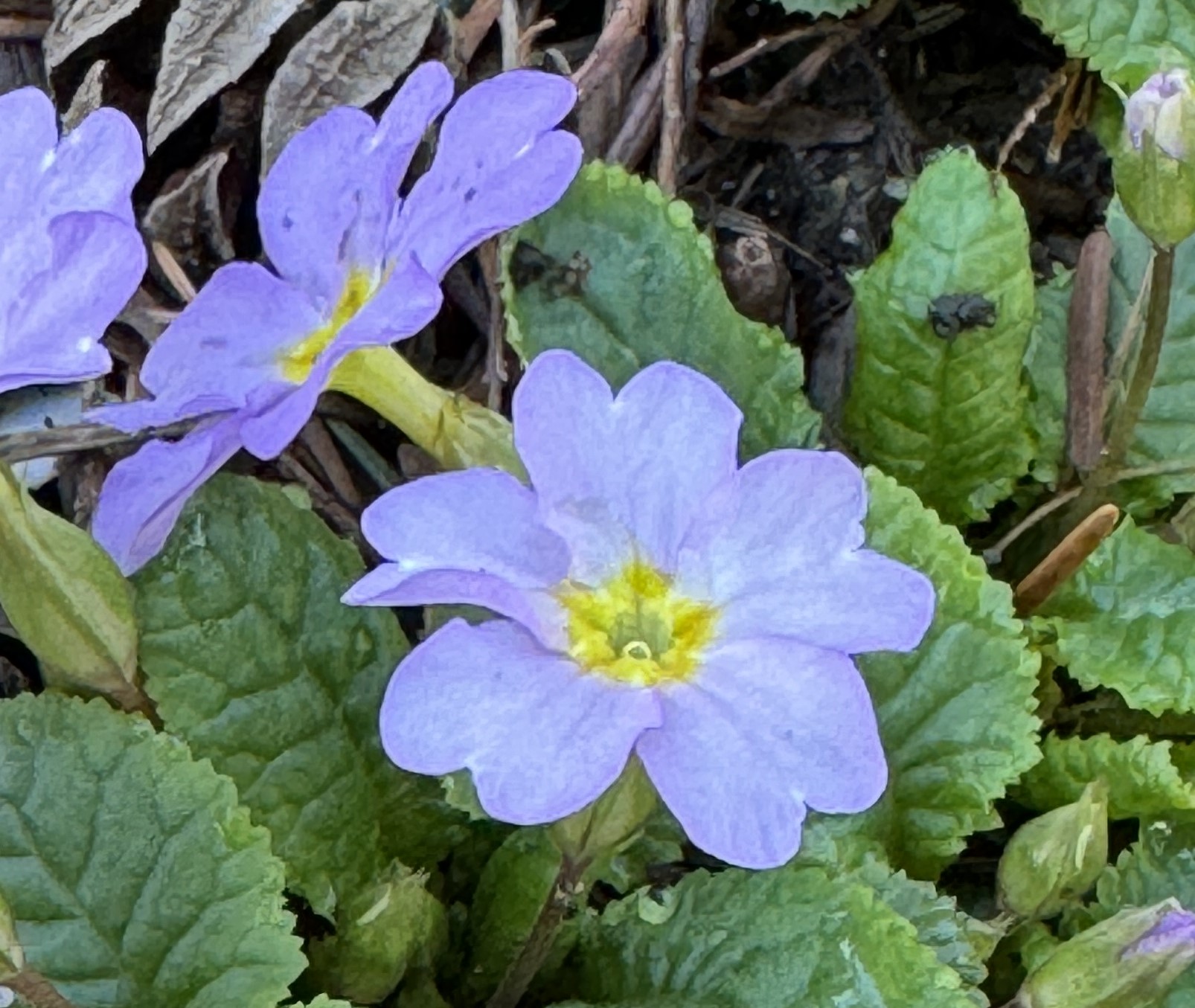 Bellevue Botanical Garden