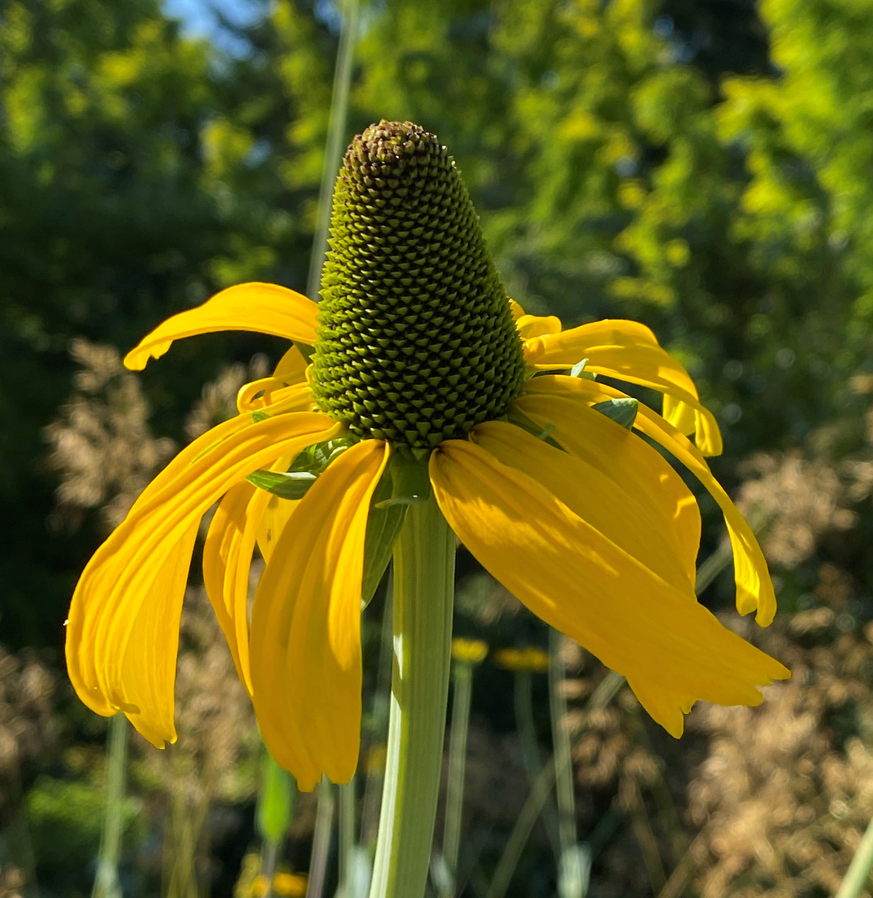Bellevue Botanical Garden